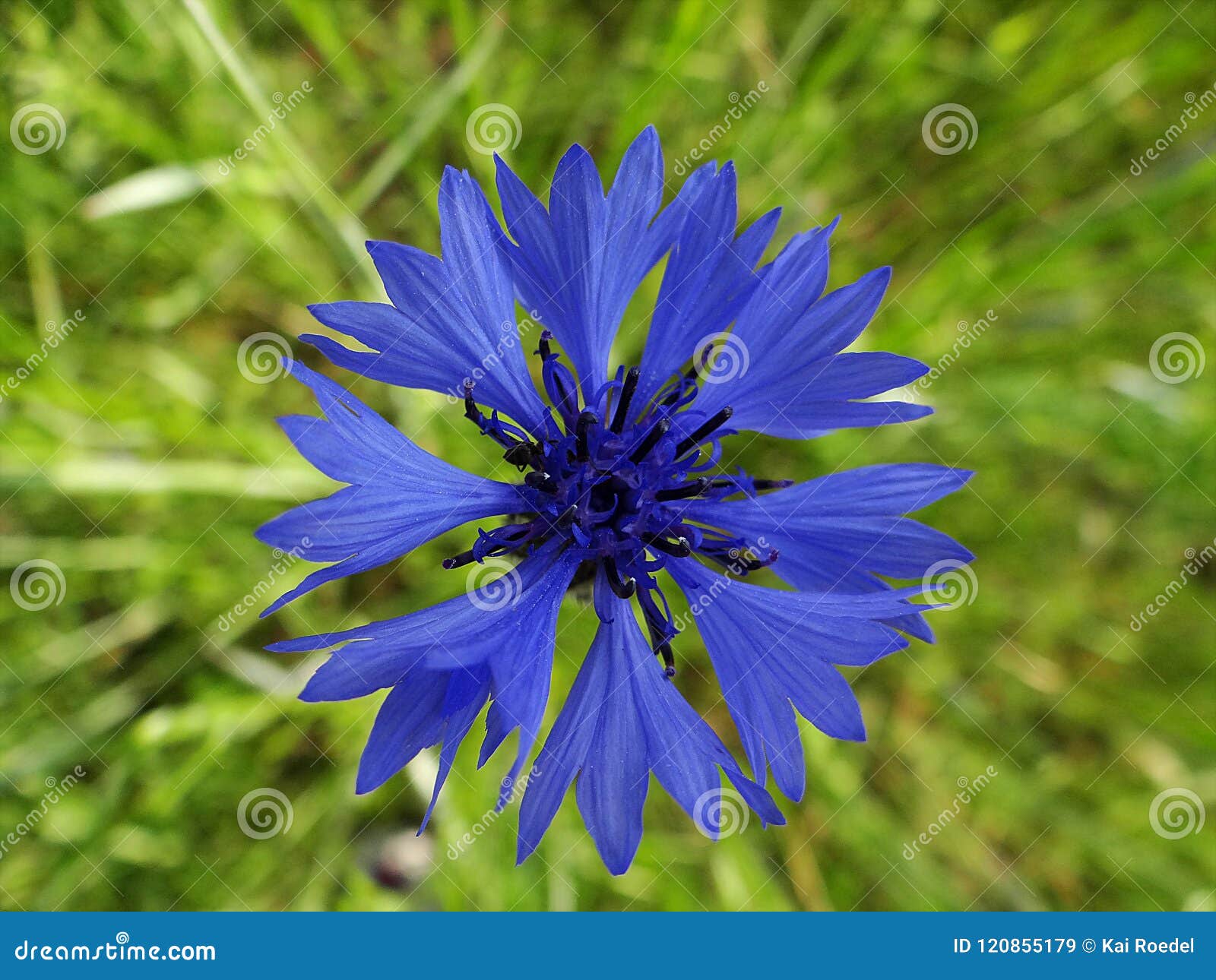 Blue Cornflower in the Field Stock Image - Image of beauty, summer ...
