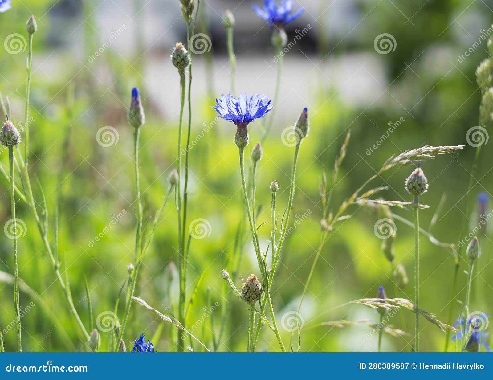 Blue Cornflower Flowers in the Field 2 Stock Image - Image of green ...