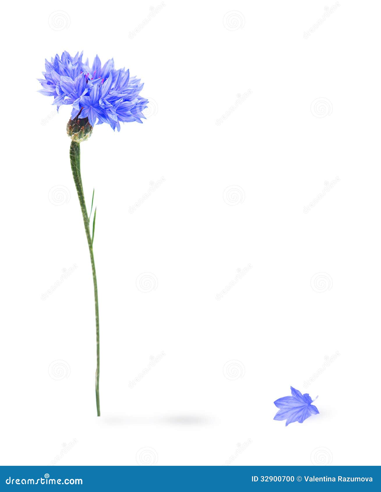 Blue cornflower isolated stock photo. Image of blue, bright - 32900700