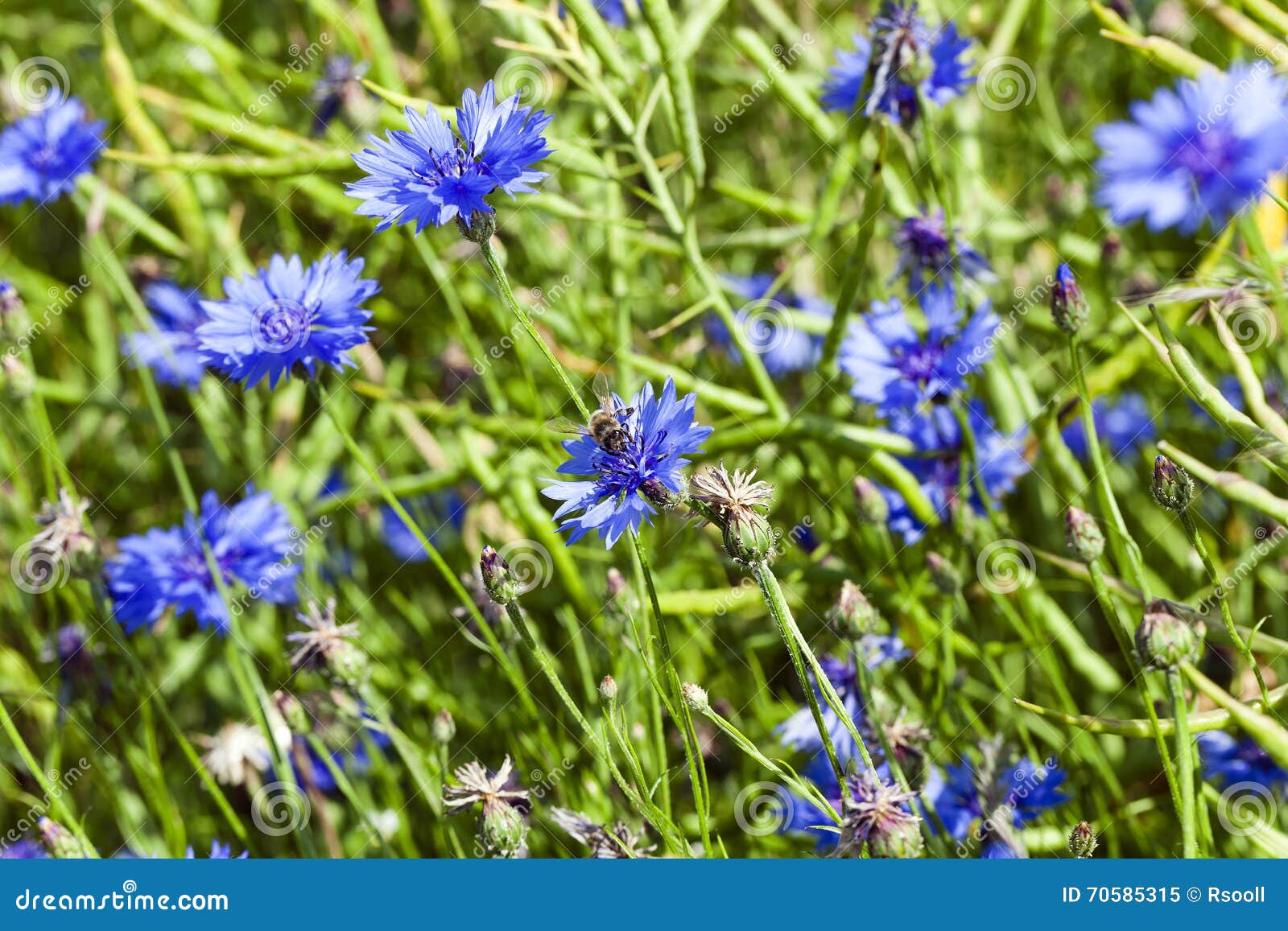 Blue cornflower , spring stock image. Image of field - 70585315