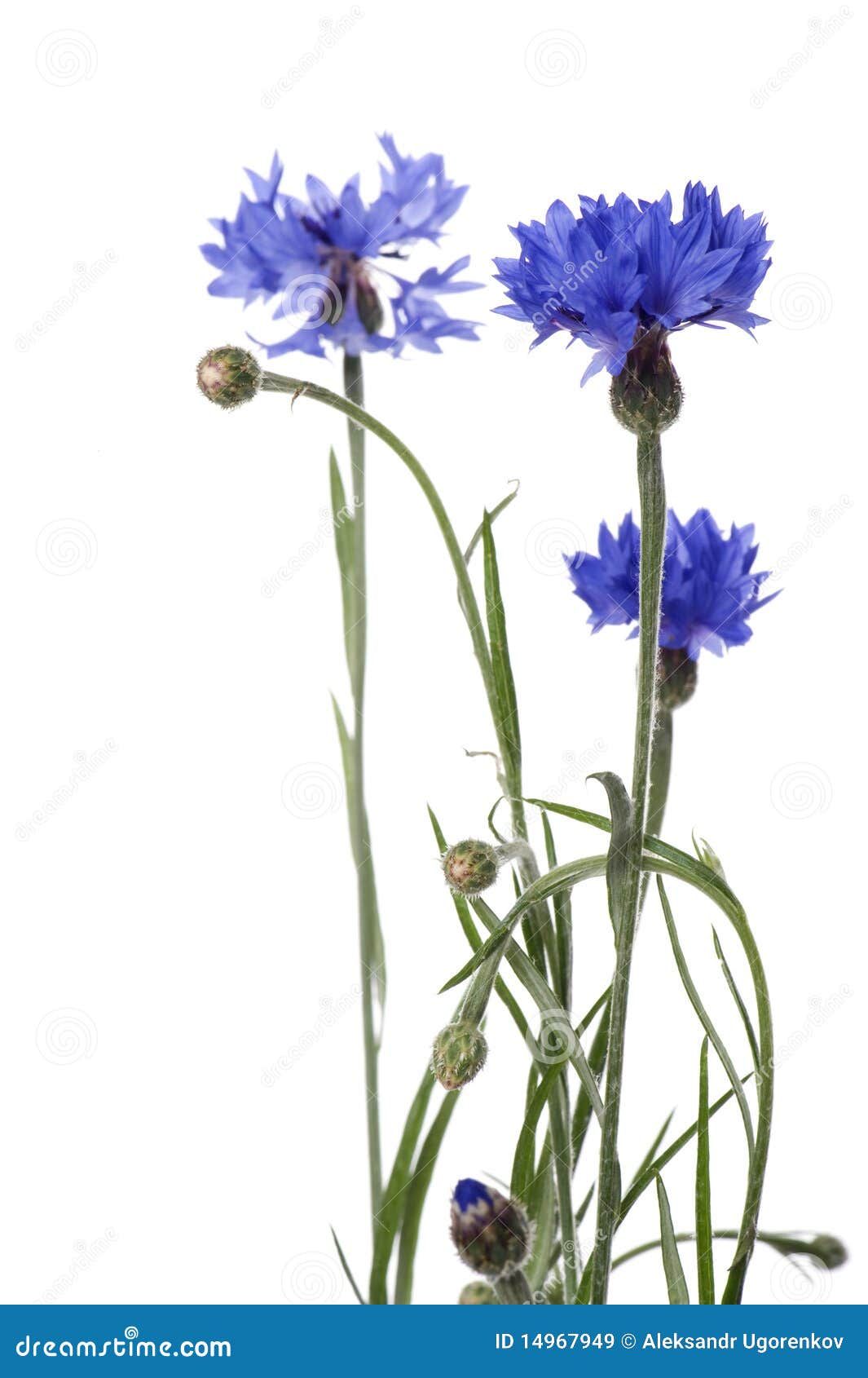 Blue Cornflower on White Background Stock Image - Image of leaf ...