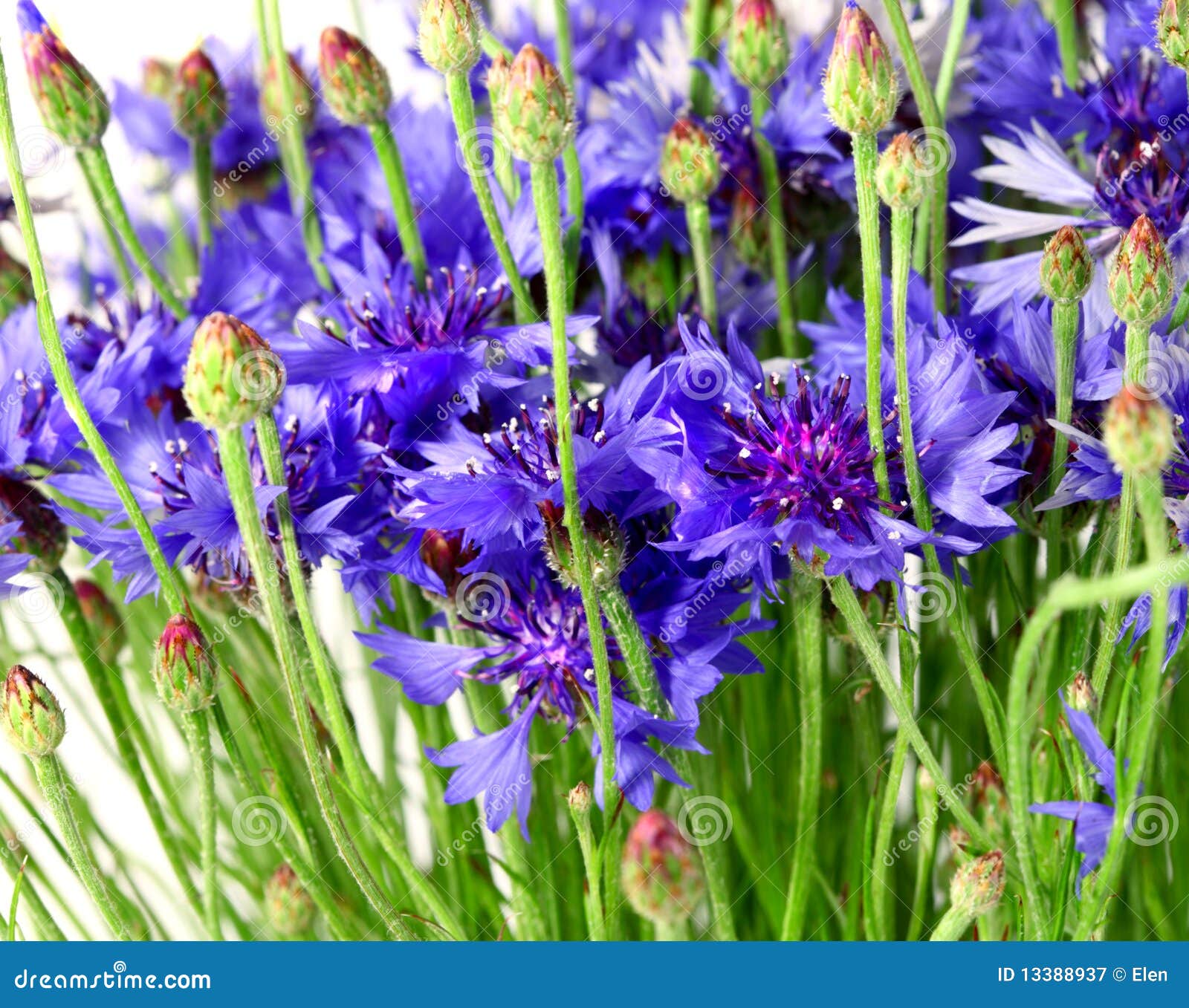 Blue cornflowers stock image. Image of flower, closeup - 13388937