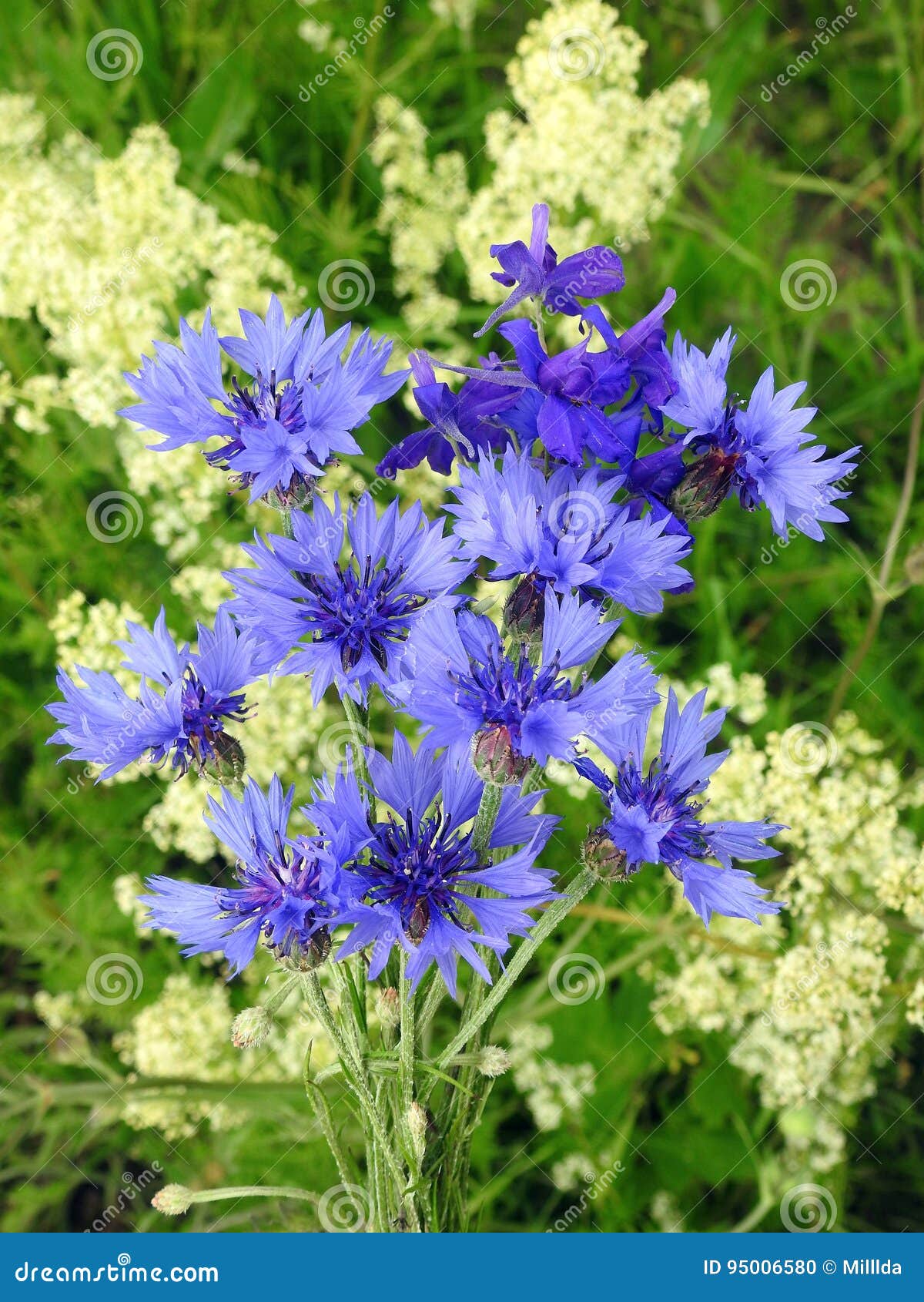 Blue cornflowers stock photo. Image of white, grass, lithuania - 95006580
