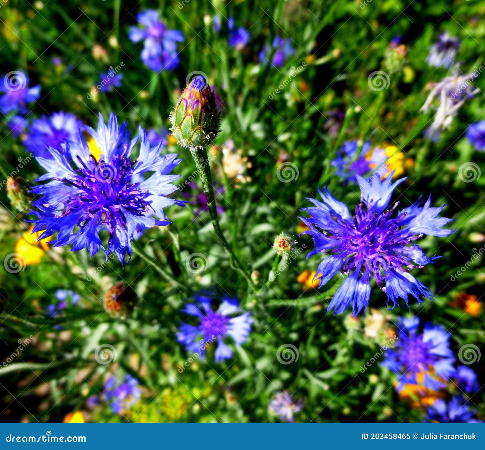 Blue Cornflowers In The Garden. Buds And Flowers. Stock Image ...
