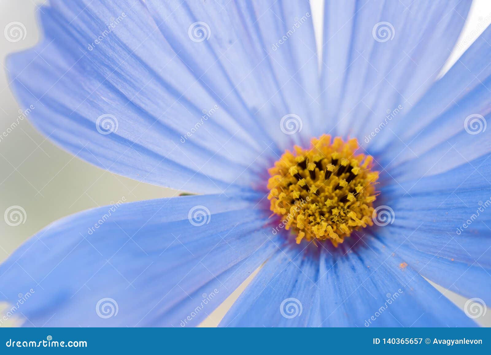 Cosmos Flower stock image. Image of close, daisy, pollen - 140365657
