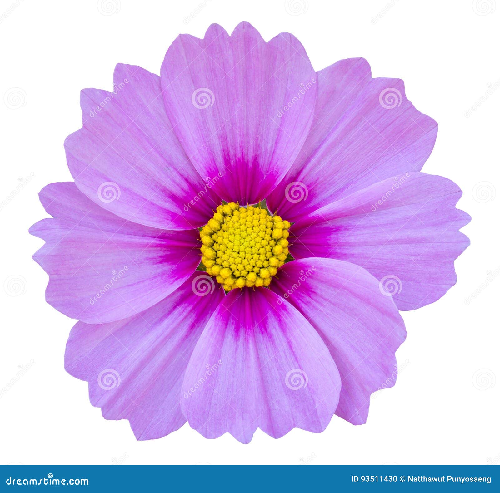 Blue Cosmos Flower Isolated on White Stock Photo - Image of flora ...
