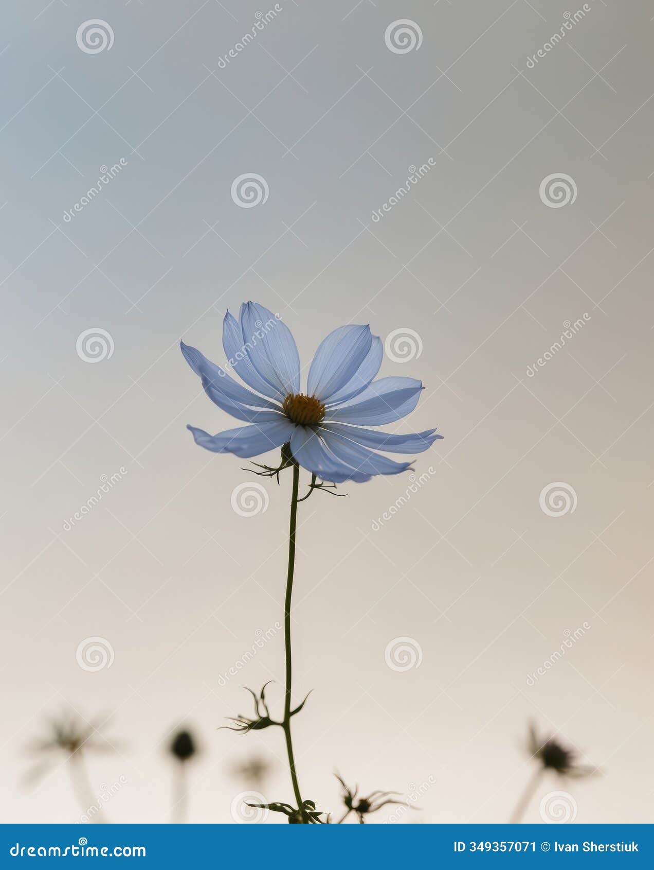Blue Cosmos Flower with Subtle Lighting on Gradient Background Stock ...