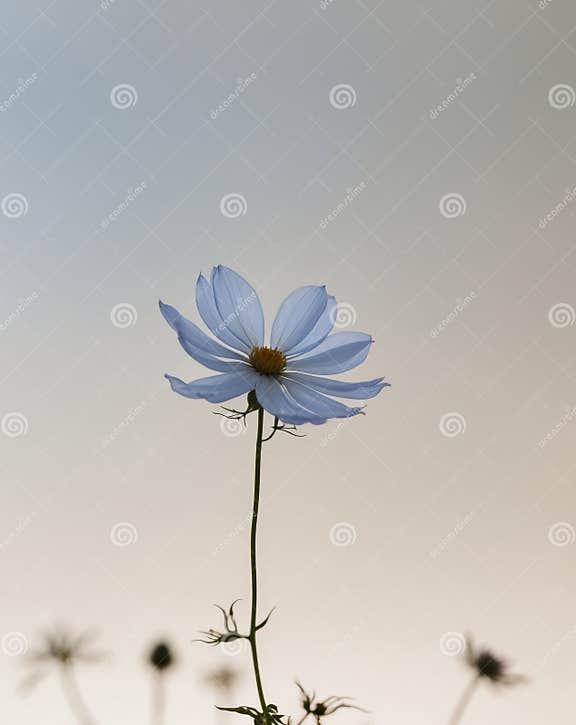 Blue Cosmos Flower with Subtle Lighting on Gradient Background Stock ...