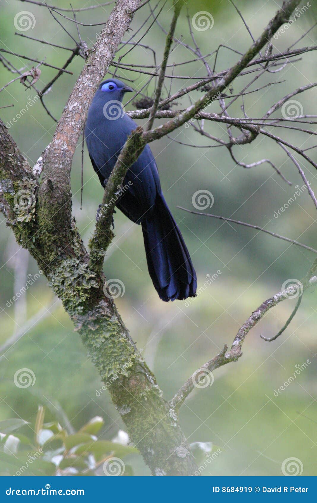 Blue Coua stock image. Image of bird, madagascar, forest - 8684919