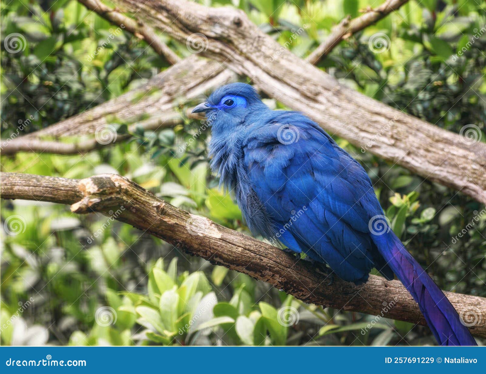 Blue Coua, Coua Caerulea with Deep Blue Feathers Stock Image - Image of ...