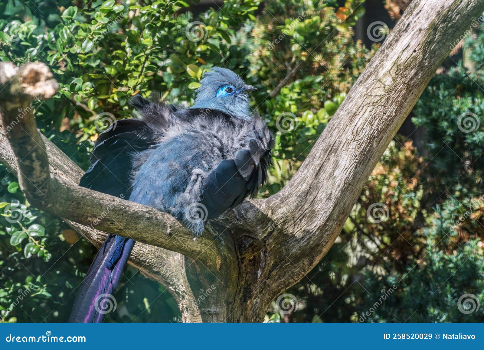 Blue Coua, Coua Caerulea with Deep Blue Feathers Stock Image - Image of ...