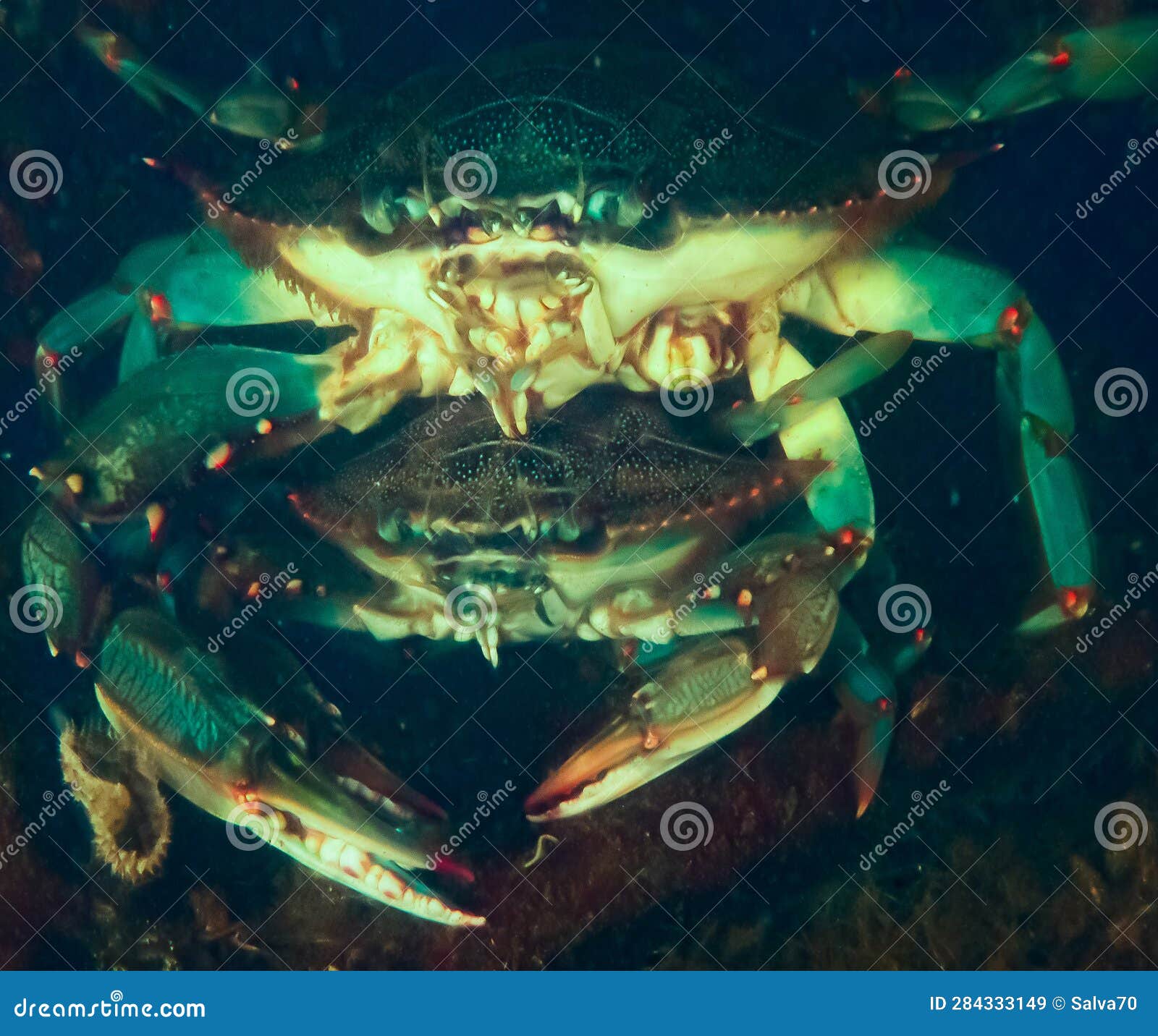 The blue couple stock image. Image of insect, food, coral - 284333149