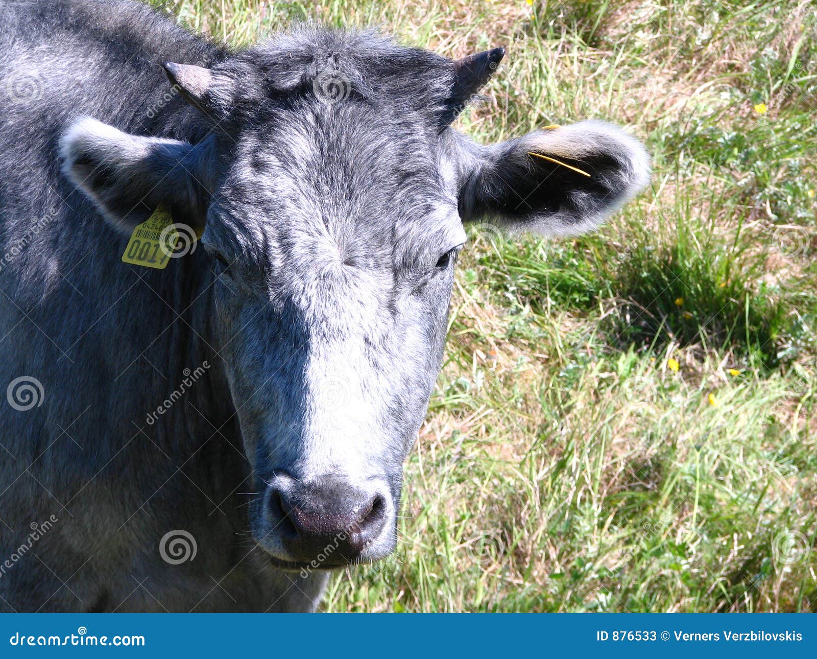 Blue cow stock image. Image of park, wildlife, maretime - 876533