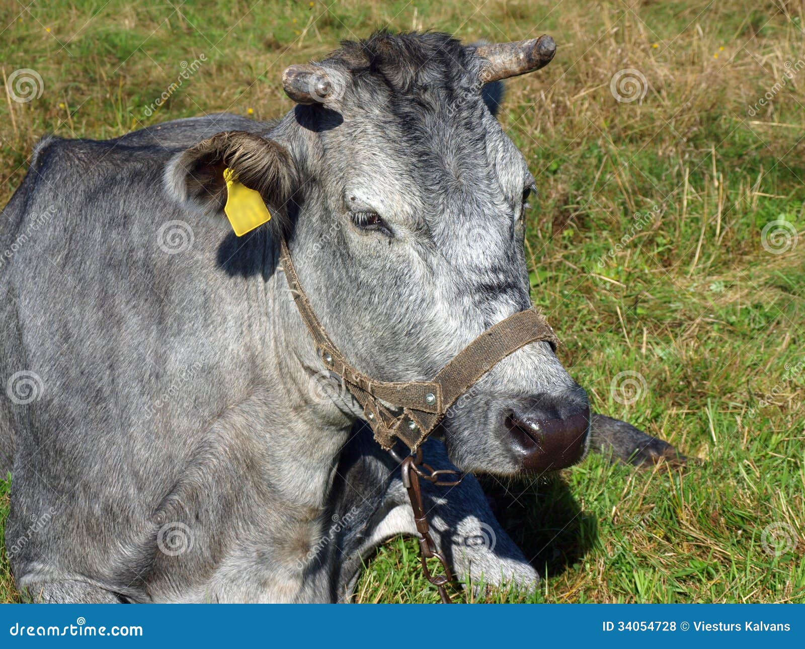 Blue cow, lying 2 stock photo. Image of kind, farm, rarest - 34054728