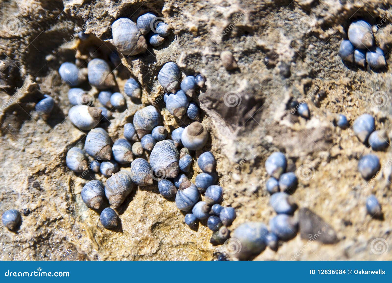 Blue cowries stock photo. Image of animal, rock, seashell - 12836984