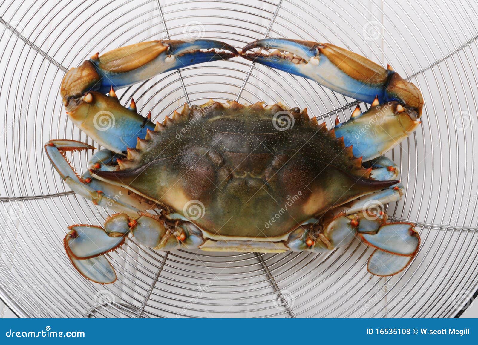 Blue crab stock photo. Image of animal, detail, close - 16535108