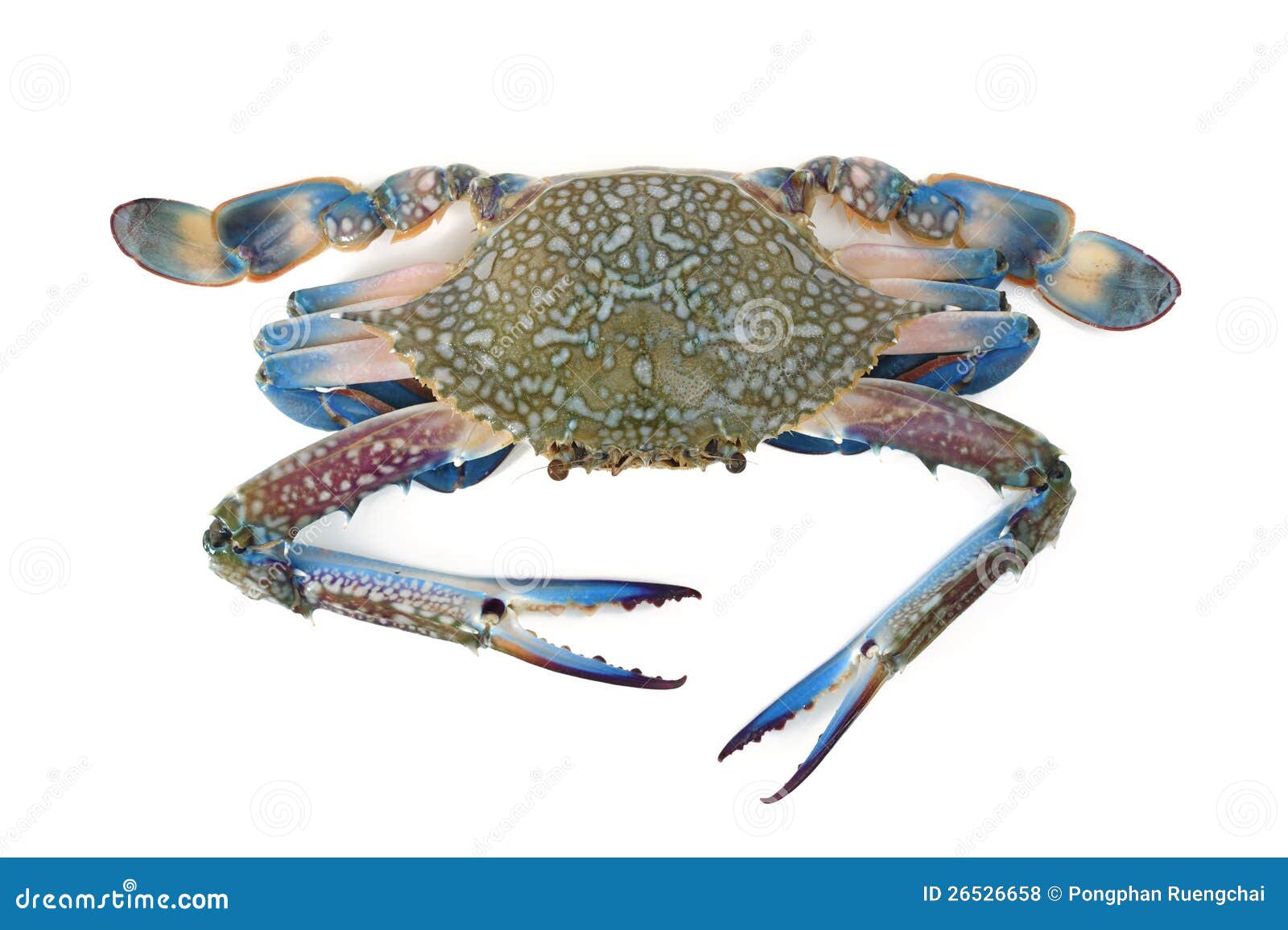 Blue crab stock photo. Image of food, claw, blue, crab - 26526658