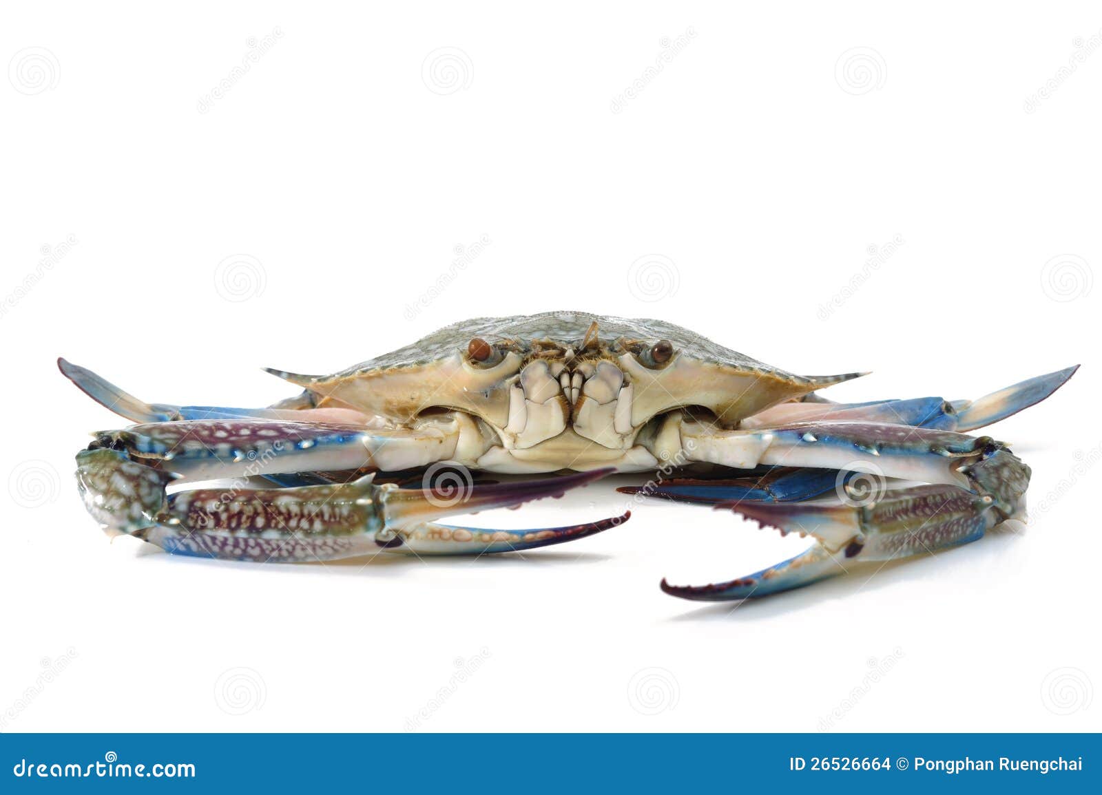 Blue crab stock photo. Image of aggression, decapoda - 26526664