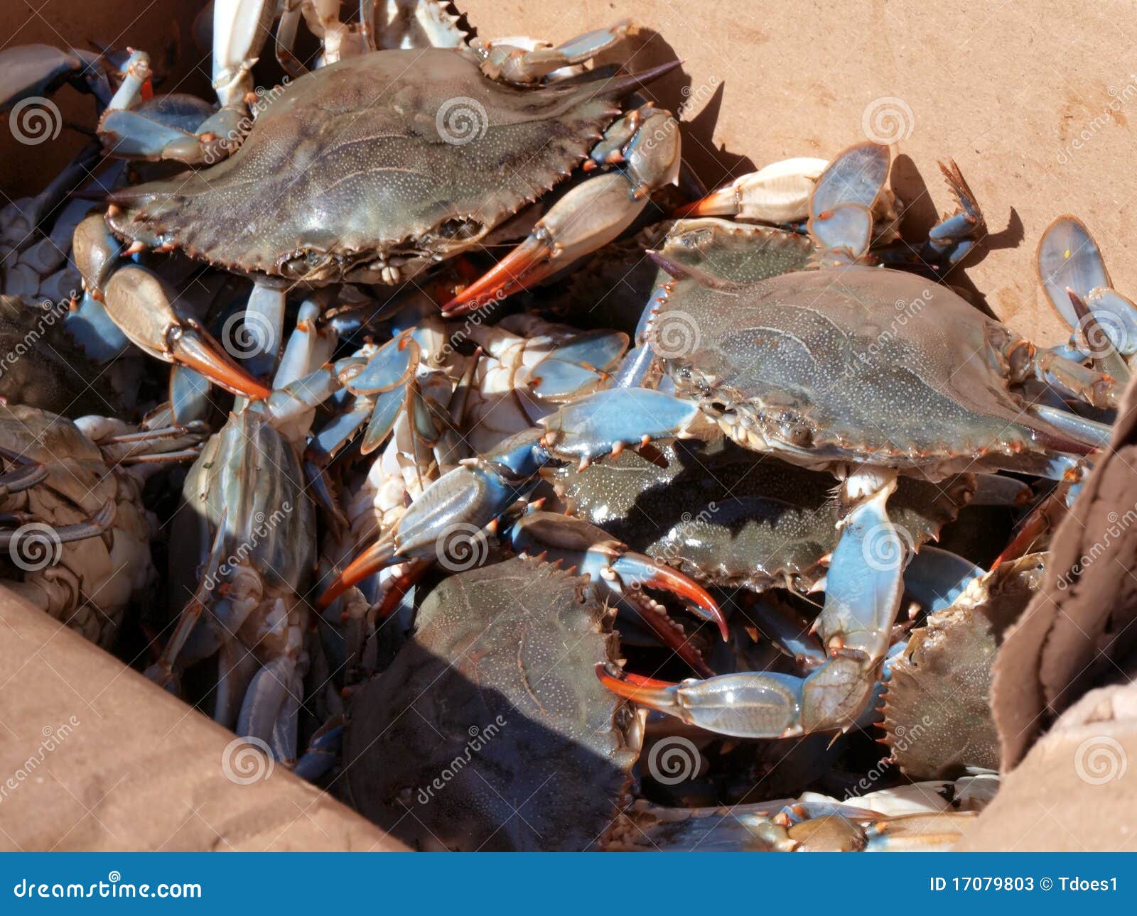 Blue crab in box close up stock image. Image of crab - 17079803