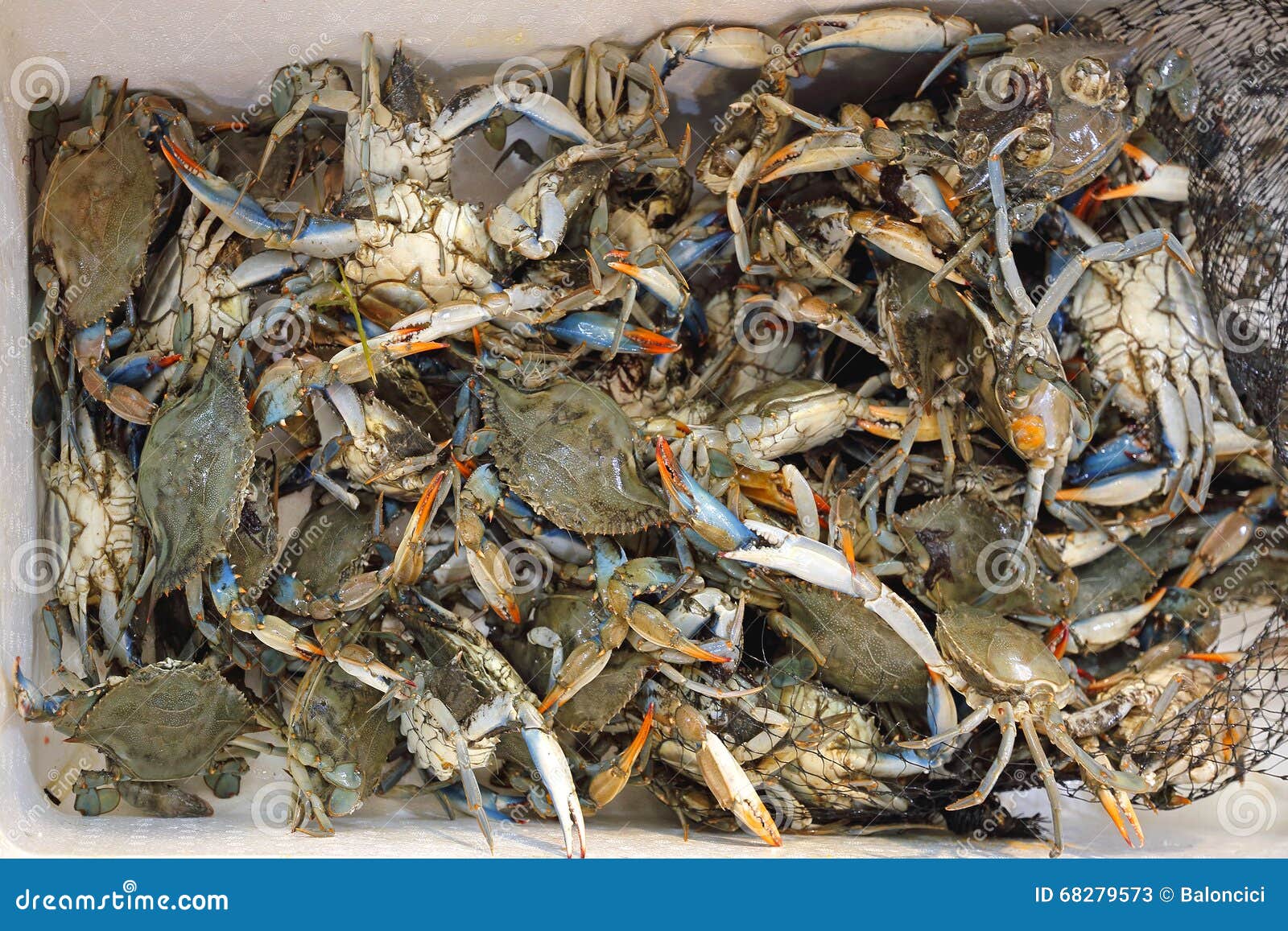 Blue Crab stock image. Image of fish, seafood, crate - 68279573