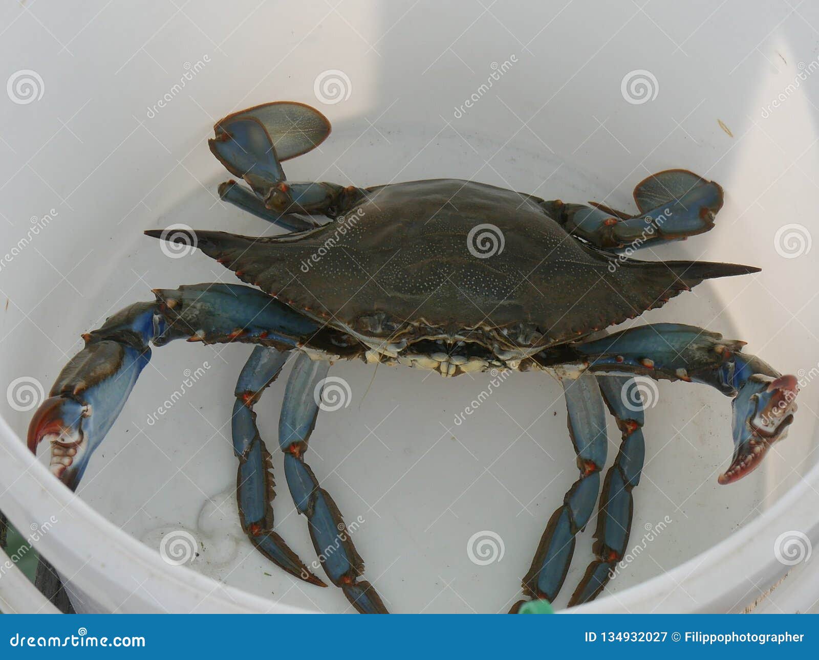 Blue crab Callinectes stock image. Image of aggressive - 134932027
