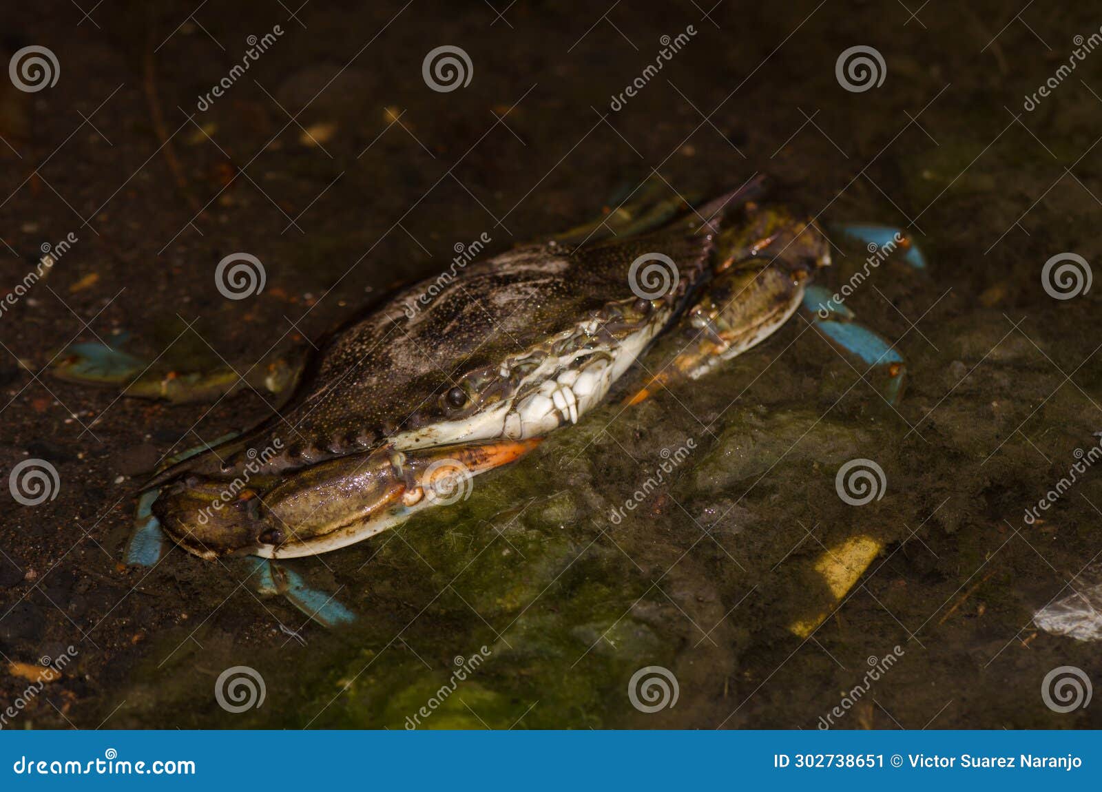 Blue Crab Callinectes Sapidus Stock Image - Image of introduced, fauna ...