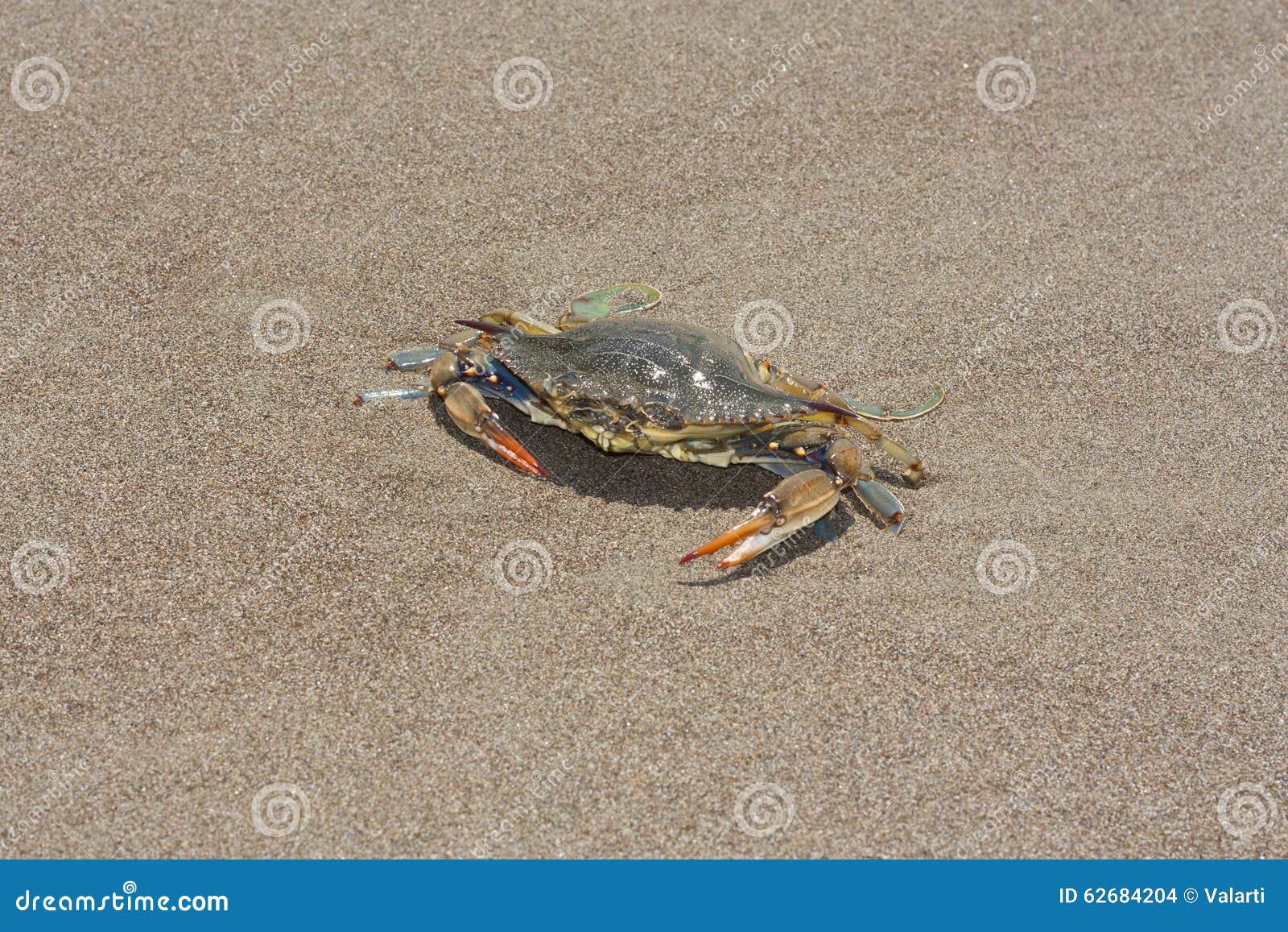 Blue Crab, Callinectes Sapidus in Sand Stock Photo - Image of ocean ...