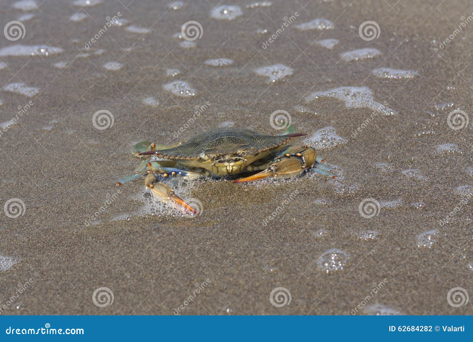 Blue Crab, Callinectes Sapidus in Sand Stock Photo - Image of closeup ...