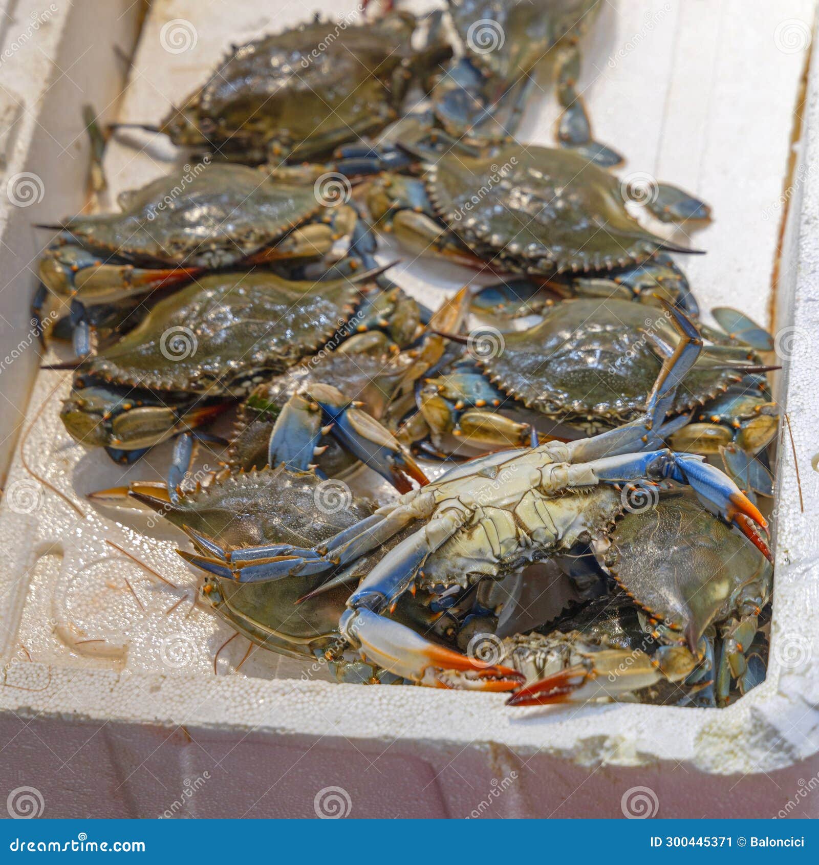 Blue Crab Catch stock image. Image of istanbul, seafood - 300445371