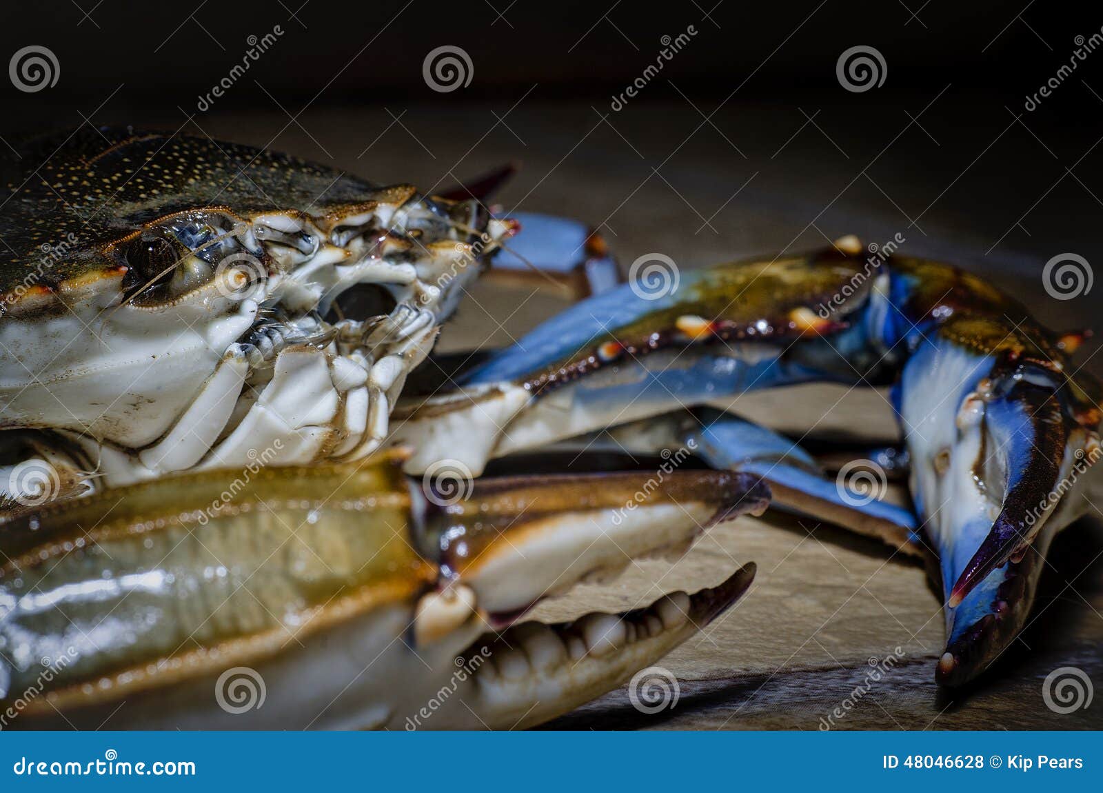 Blue Crab with Claw Side View Stock Photo - Image of crabbing ...