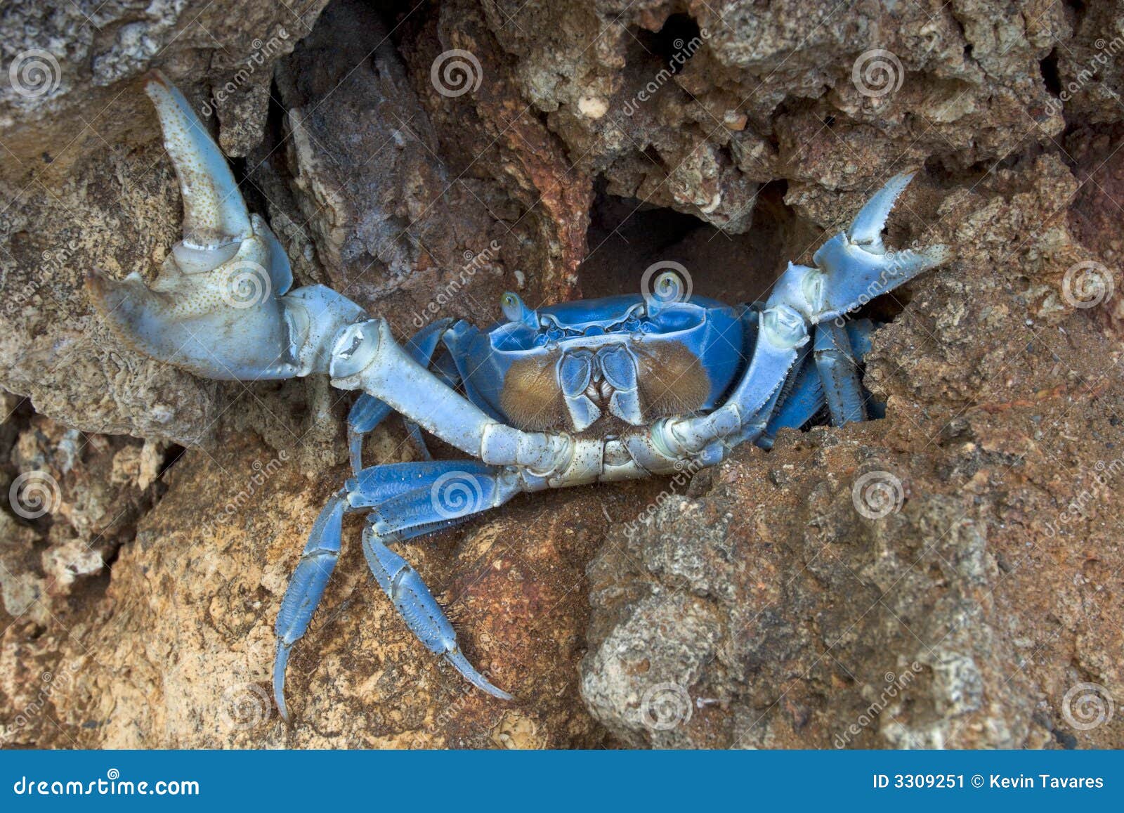 Blue Crab in Defensive Stance Stock Image - Image of shell, crustacean ...
