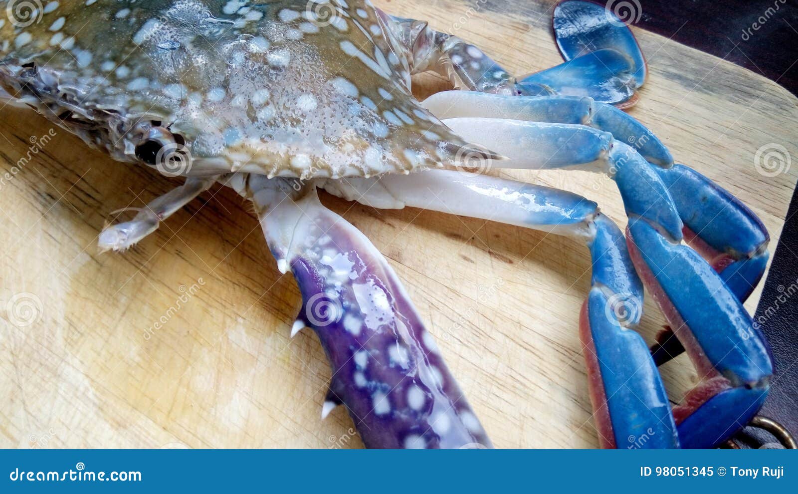 Blue crab fresh stock image. Image of fresh, seafood - 98051345