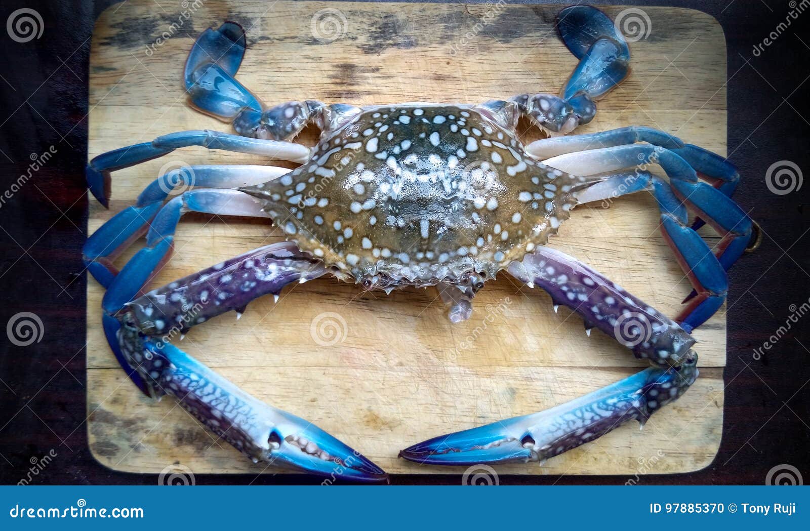 Blue crab fresh stock photo. Image of crab, blue, seafood - 97885370