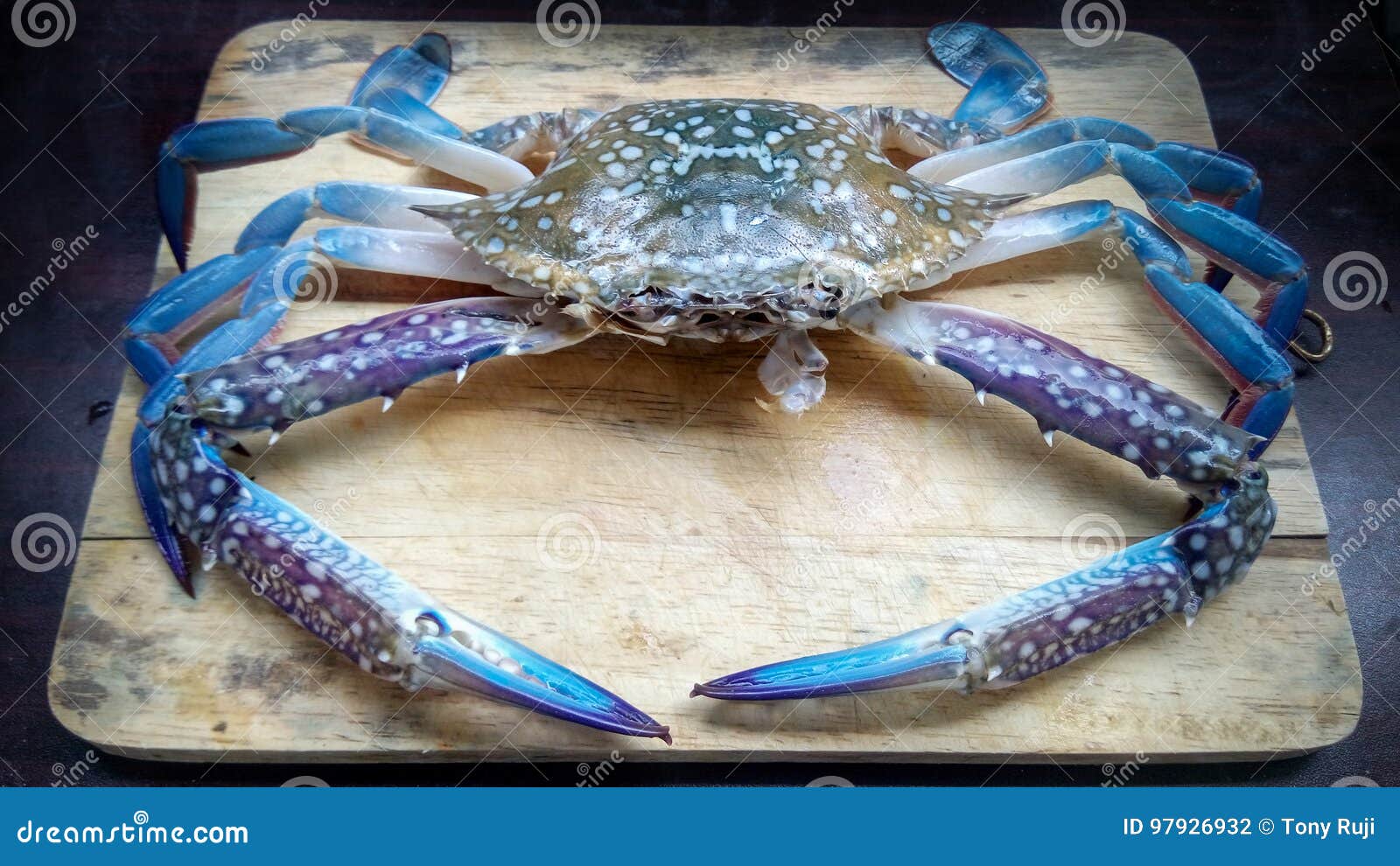 Blue crab fresh stock photo. Image of wood, fresh, blue - 97926932