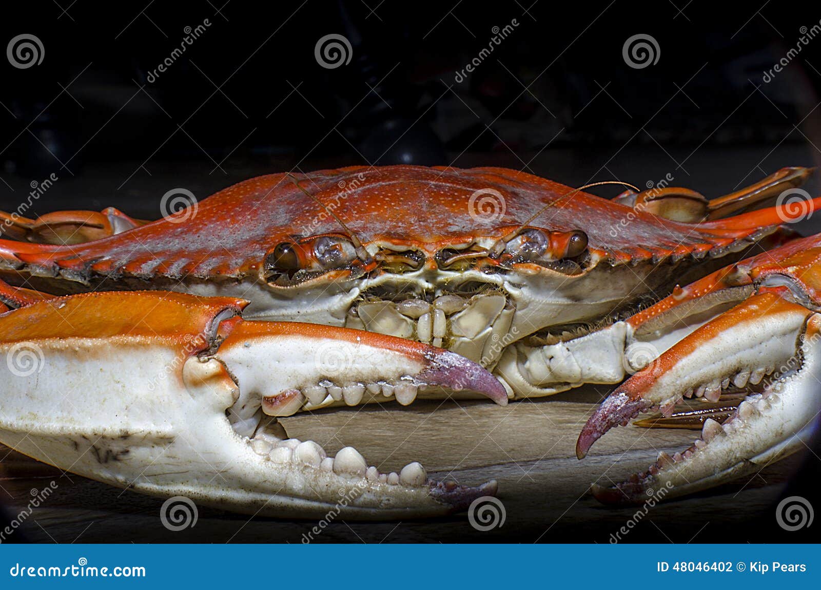 Blue Crab front view2 stock photo. Image of fishing, cooked - 48046402