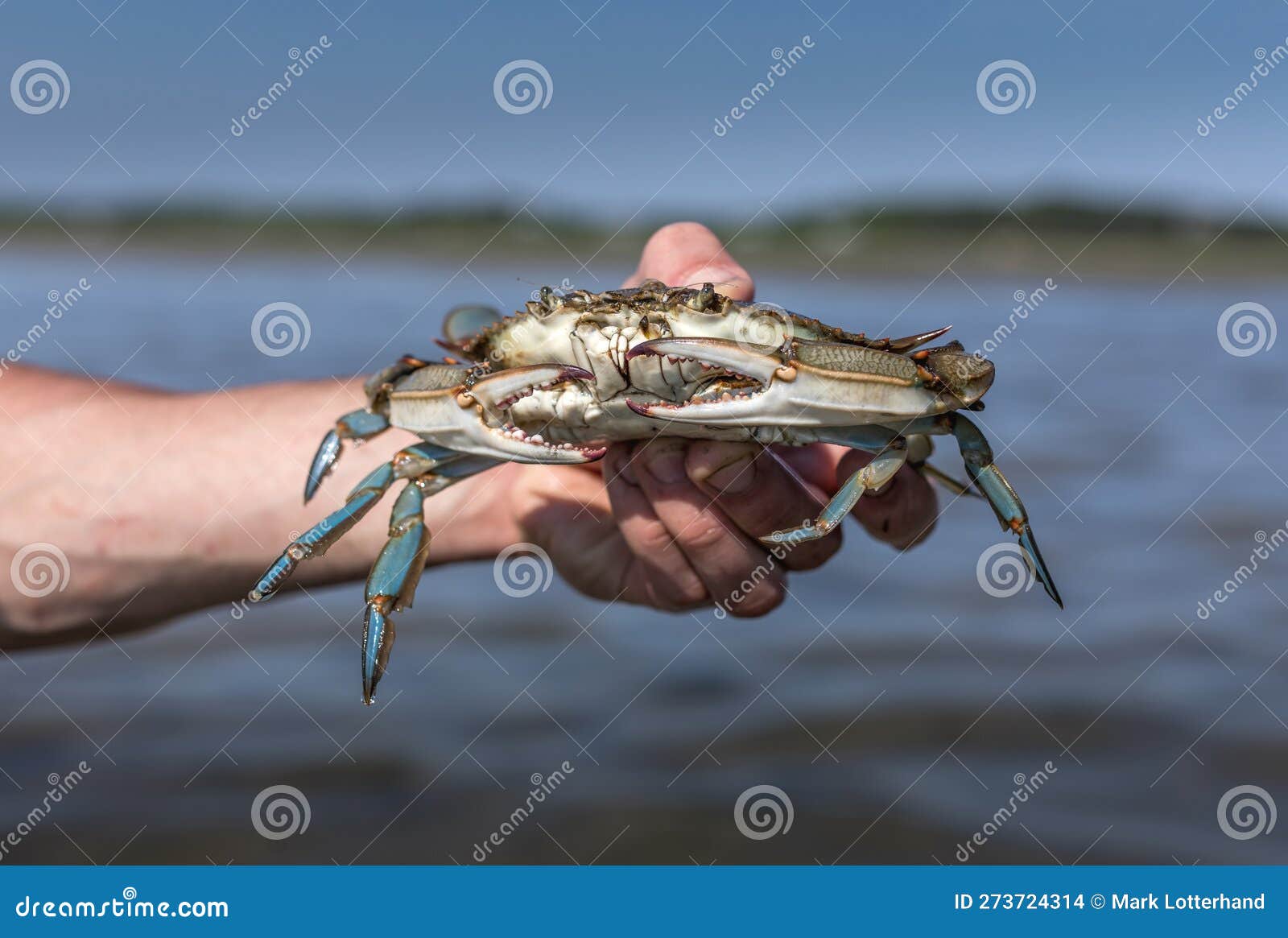 Blue crab in hand stock photo. Image of cape, cuisine - 273724314