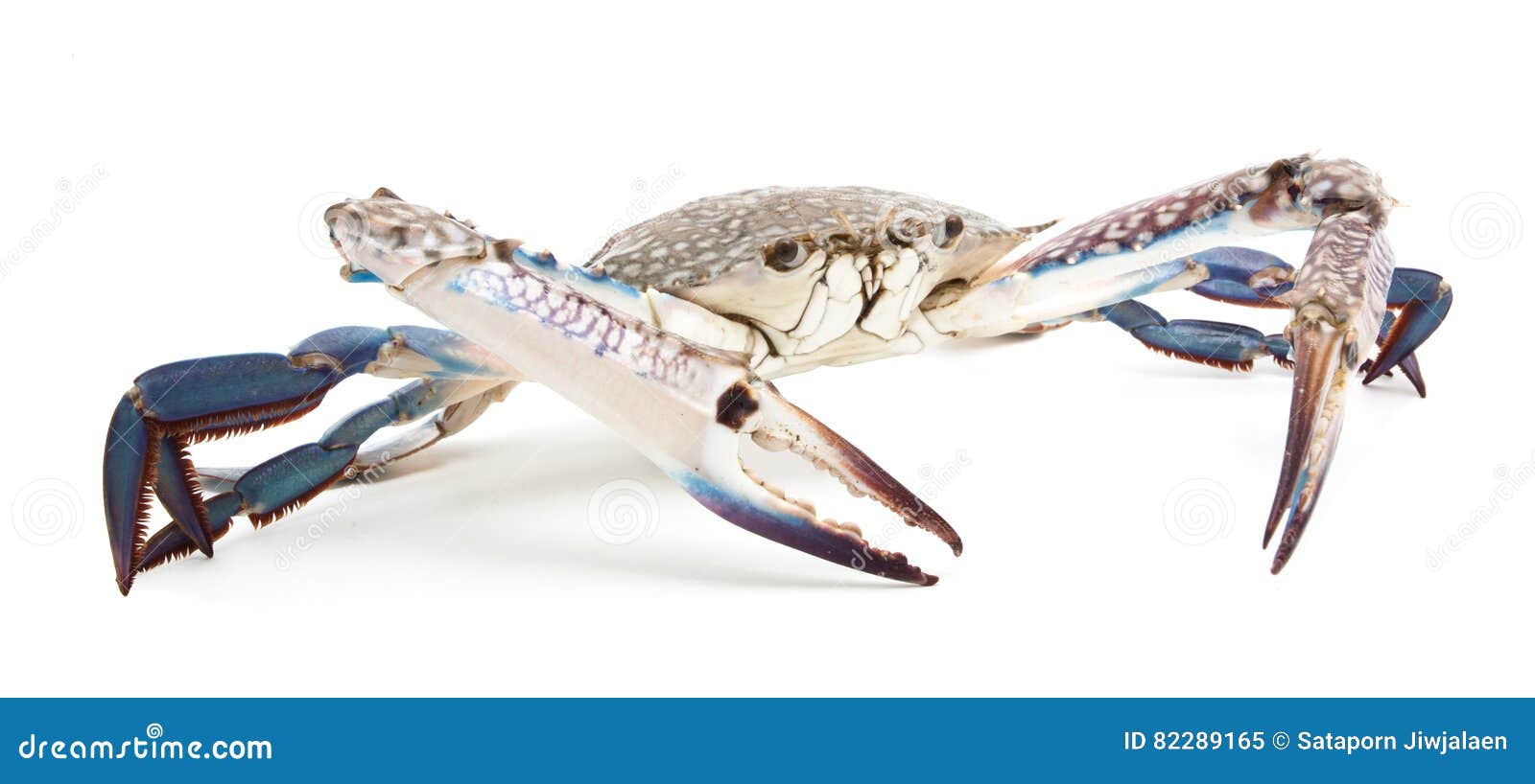 Blue Crab Isolated on White Stock Image - Image of live, animal: 82289165