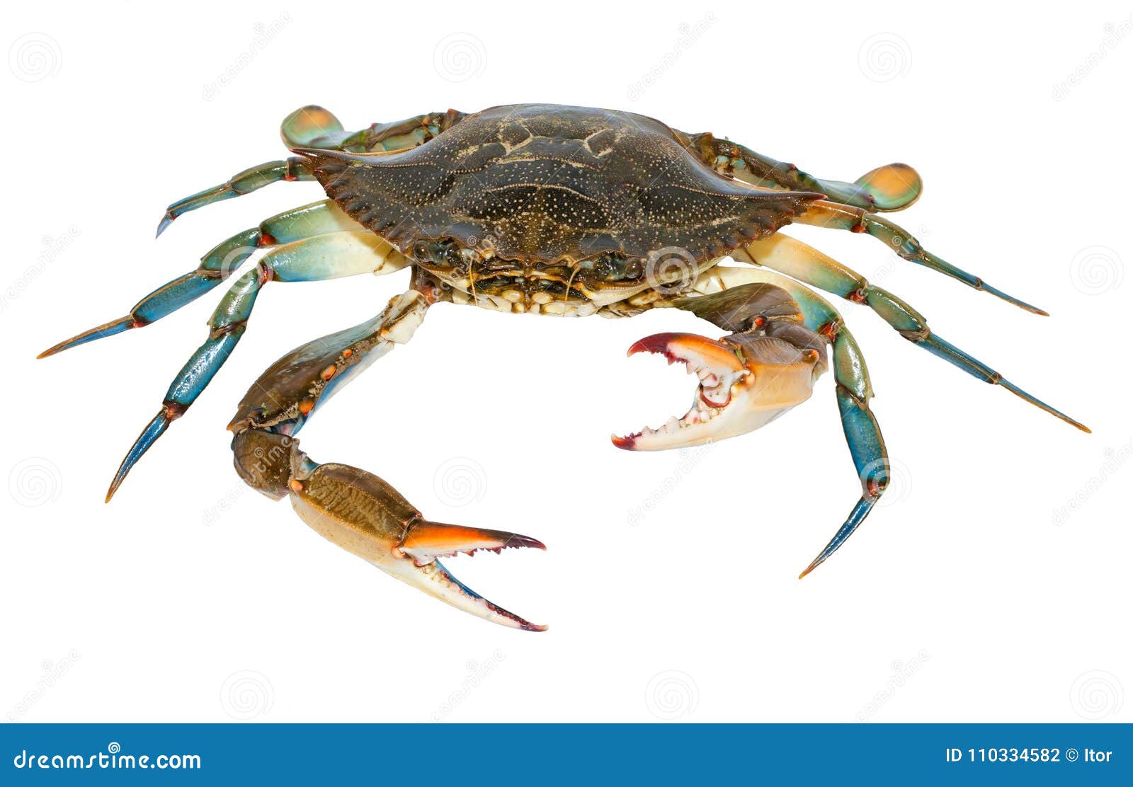 Blue Crab with White Background Stock Photo - Image of dainty, delicacy ...