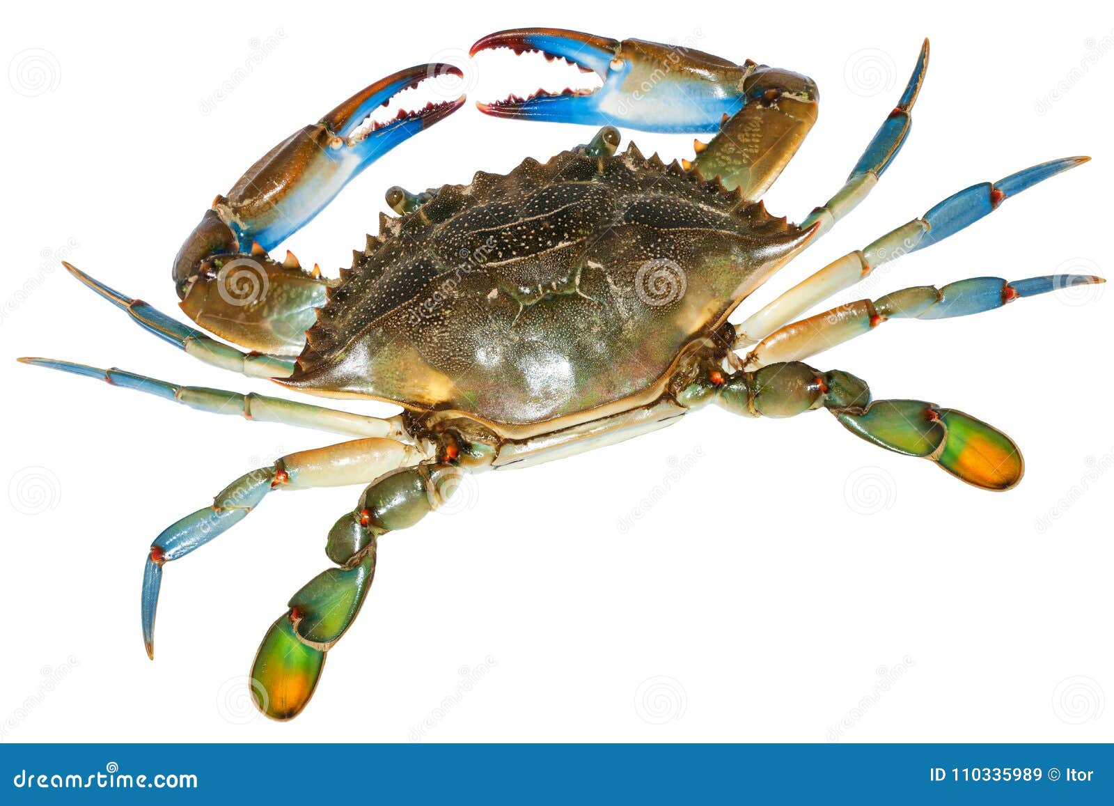Blue Crab with White Background.Top View Stock Image - Image of shell ...