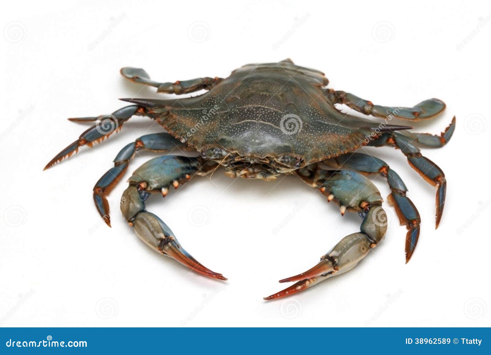 Blue crab stock image. Image of crab, seafood, blue, animal - 38962589