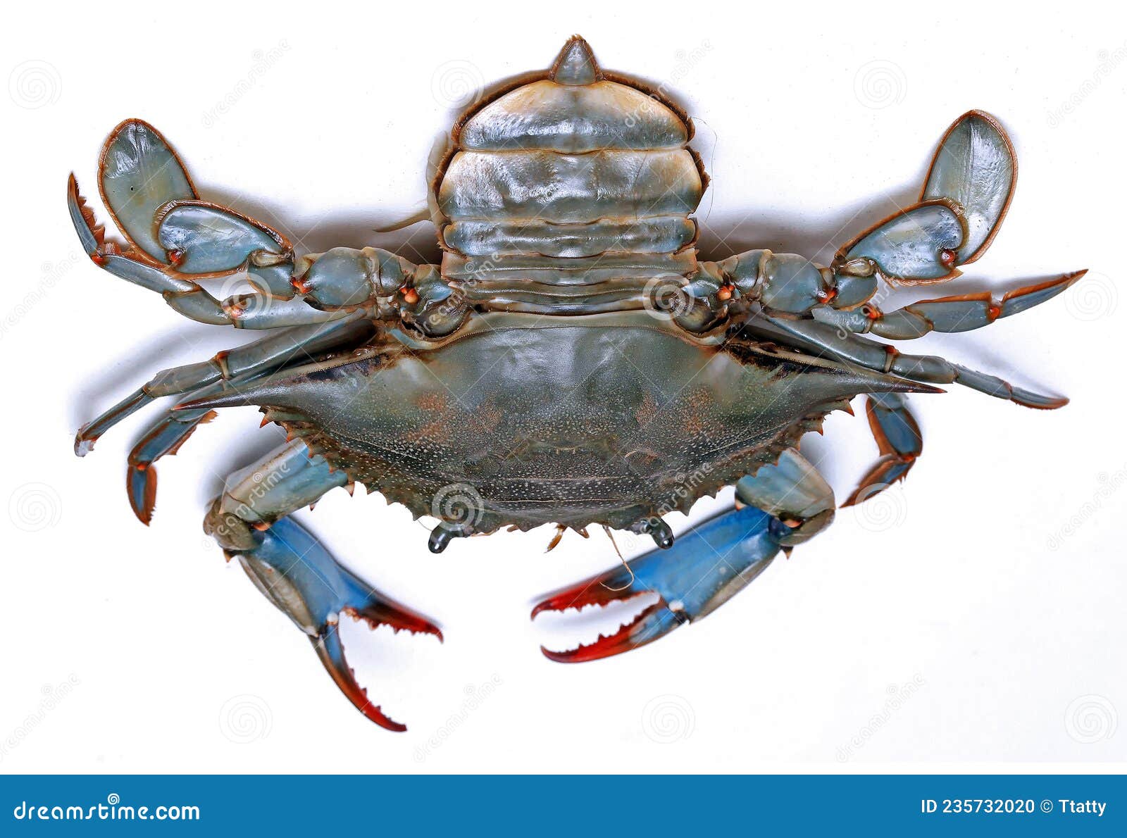 Blue Crab Alive Claws Stock Photos - Free & Royalty-Free Stock Photos ...