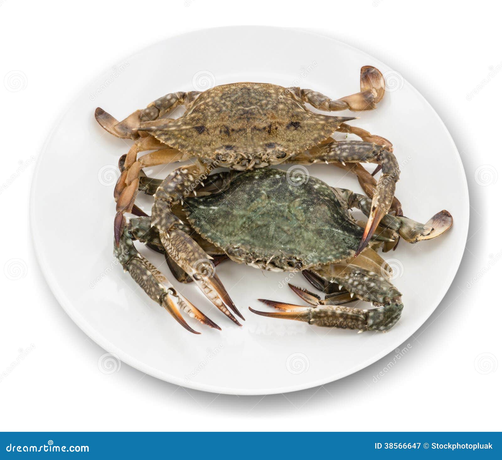 Blue crab white background stock image. Image of carapace - 38566647