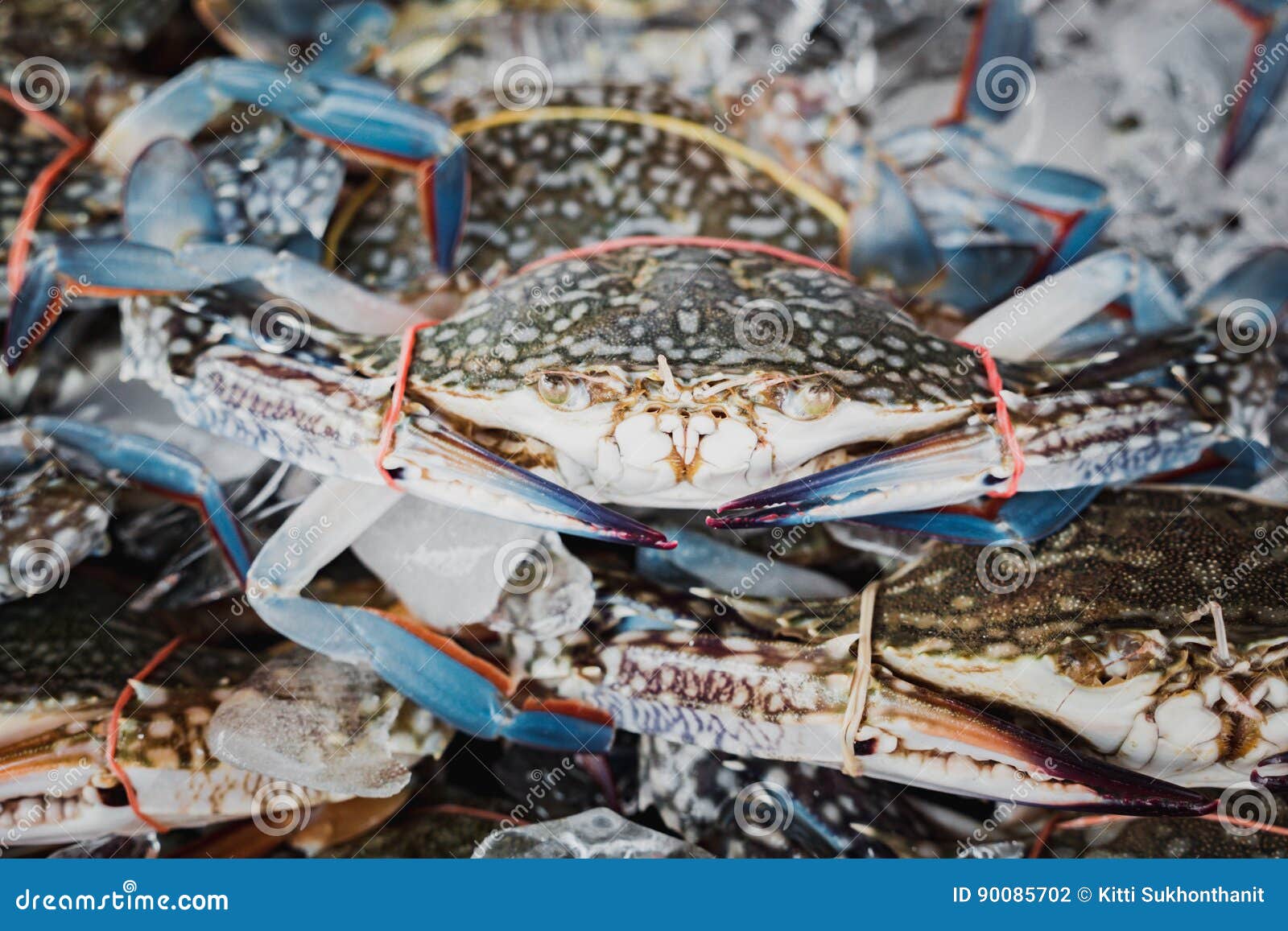 Blue crabs on ice stock photo. Image of cooking, ingredient - 90085702