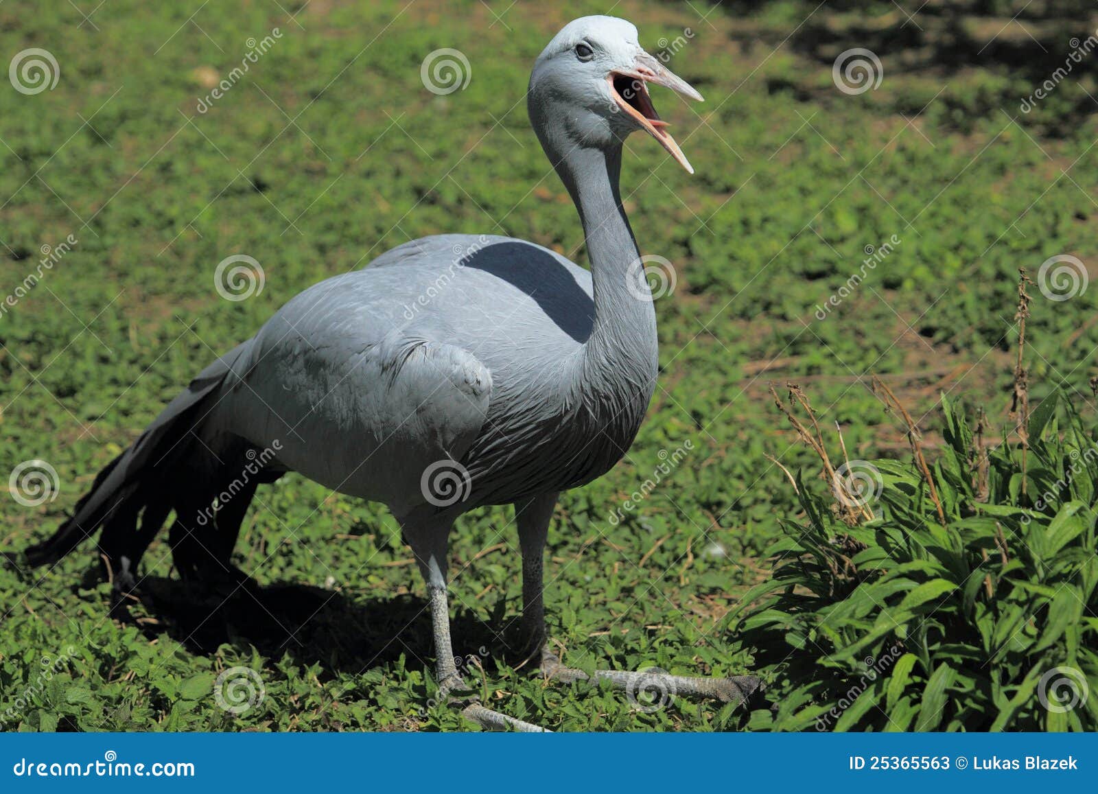Blue crane stock image. Image of africa, shouting, paradiseus - 25365563