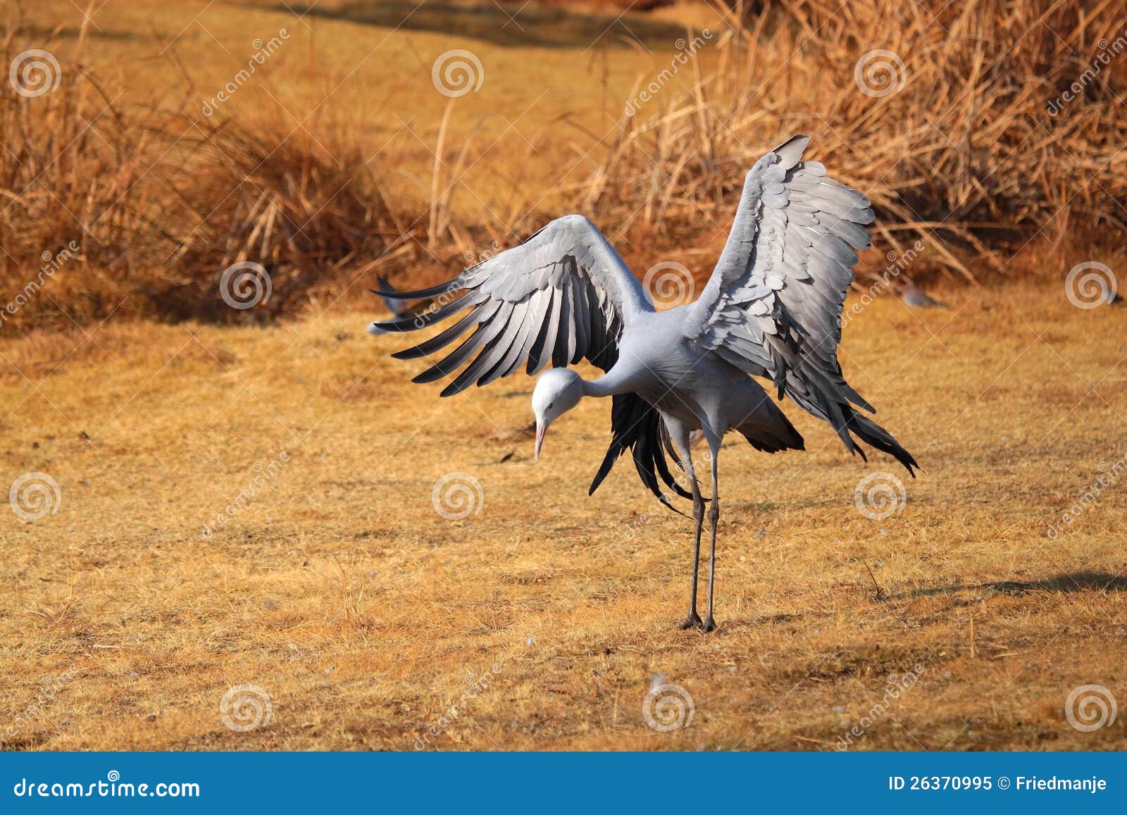 Blue Crane Royalty-Free Stock Photo | CartoonDealer.com #7653351