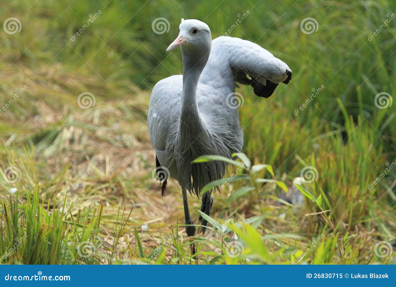 Blue crane stock image. Image of anthropoides, bird, paradiseus - 26830715