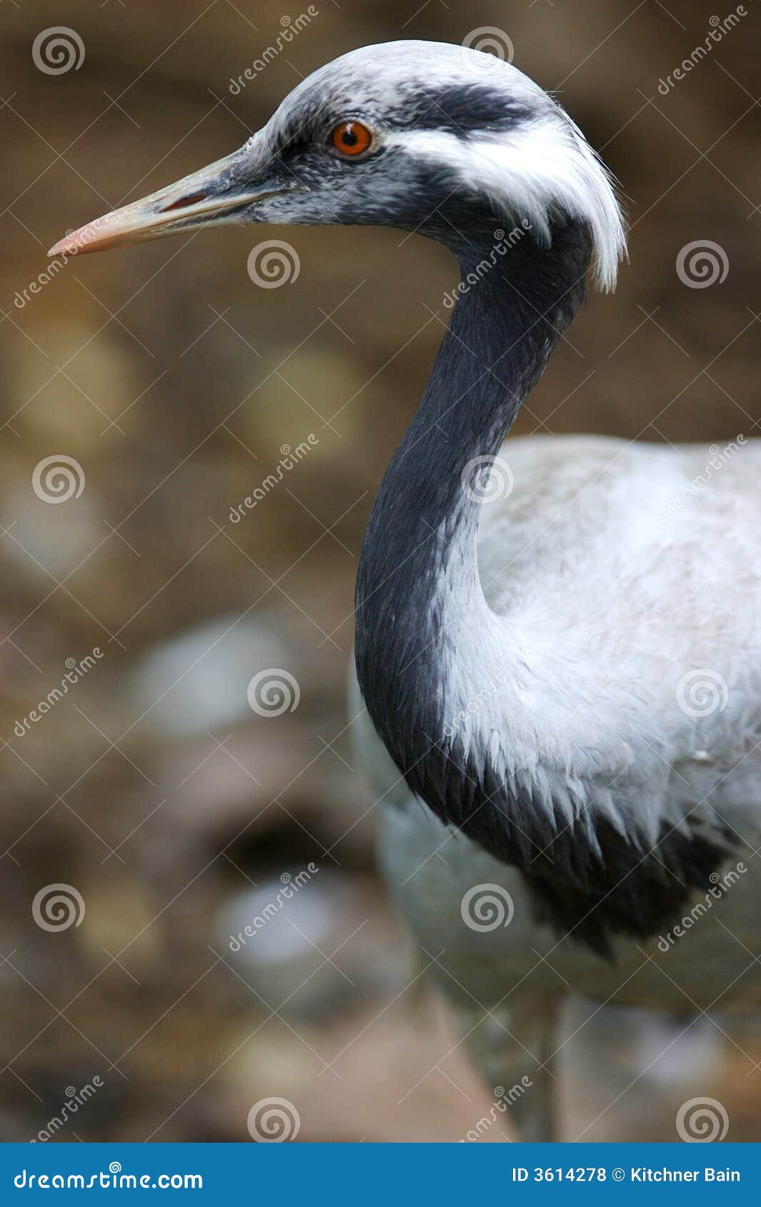 Blue Crane stock photo. Image of beak, wildlife, birds - 3614278