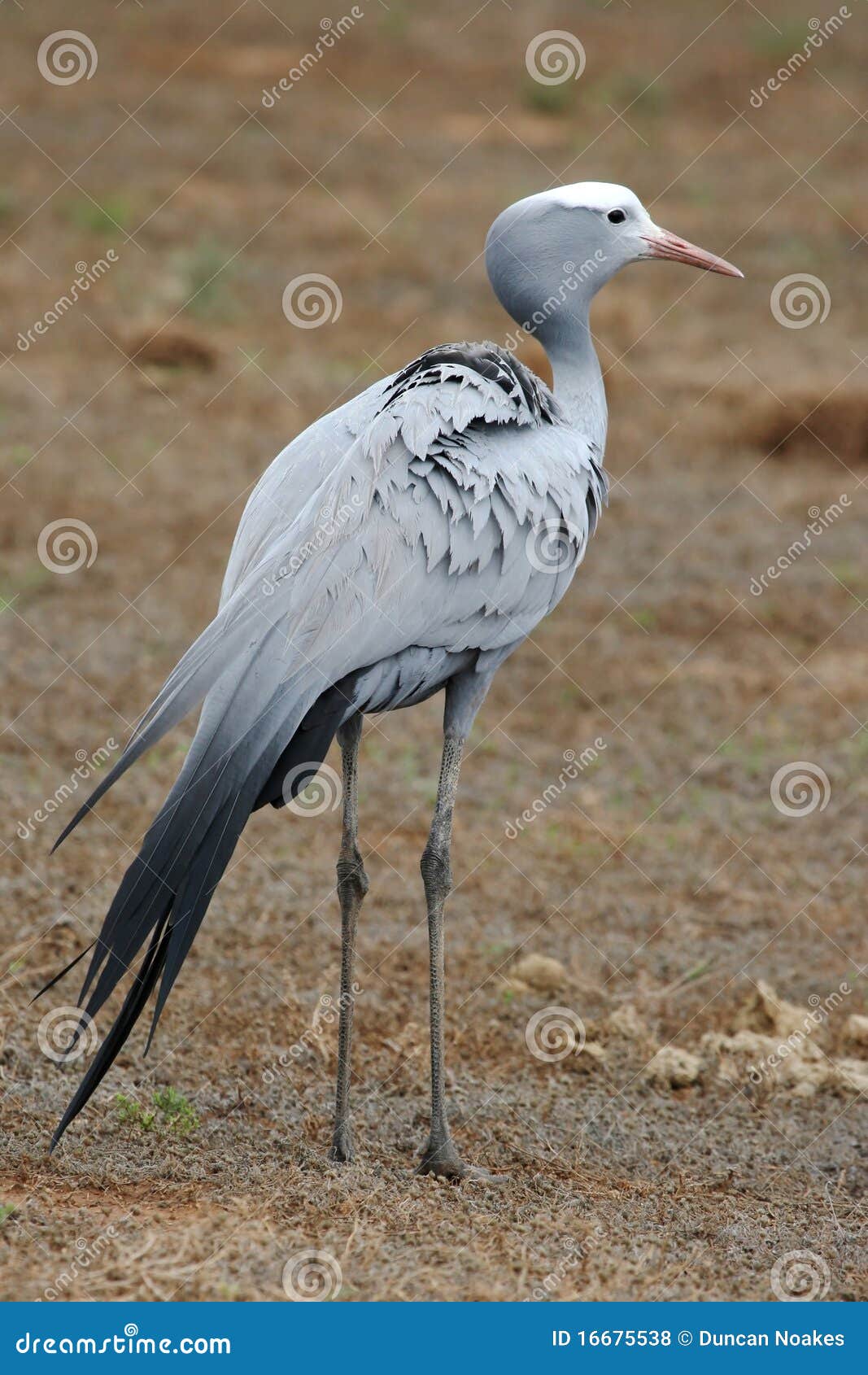 Blue Crane, Grus Paradisea, Also Known As The Stanley Crane Royalty ...