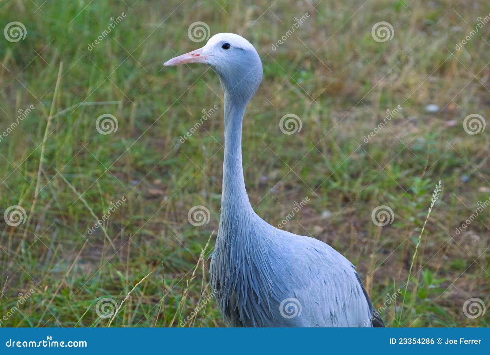 Blue Crane Bird Up Close stock photo. Image of animal - 23354286