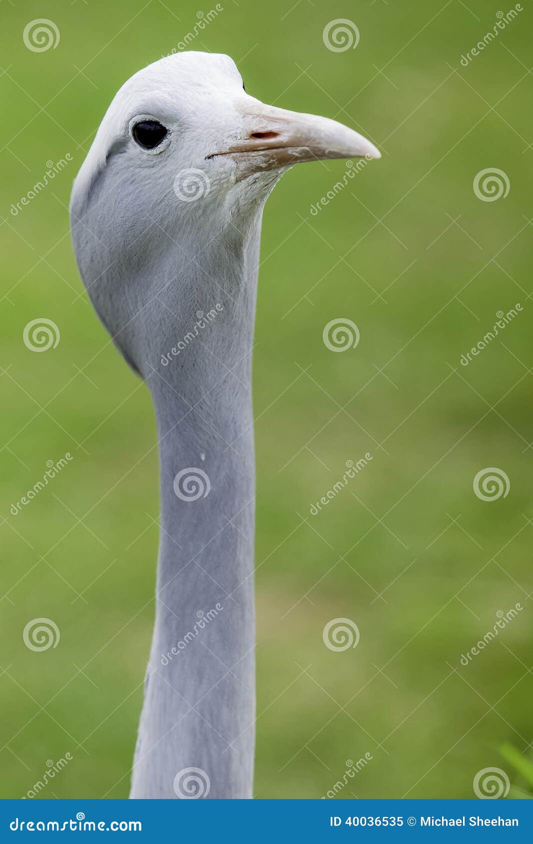 Blue Crane Head Turned To the Side Stock Image - Image of profile, bird ...